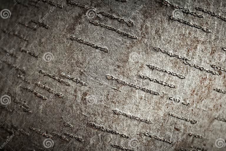 Aspen tree bark texture. stock photo. Image of gray, nature - 19238058