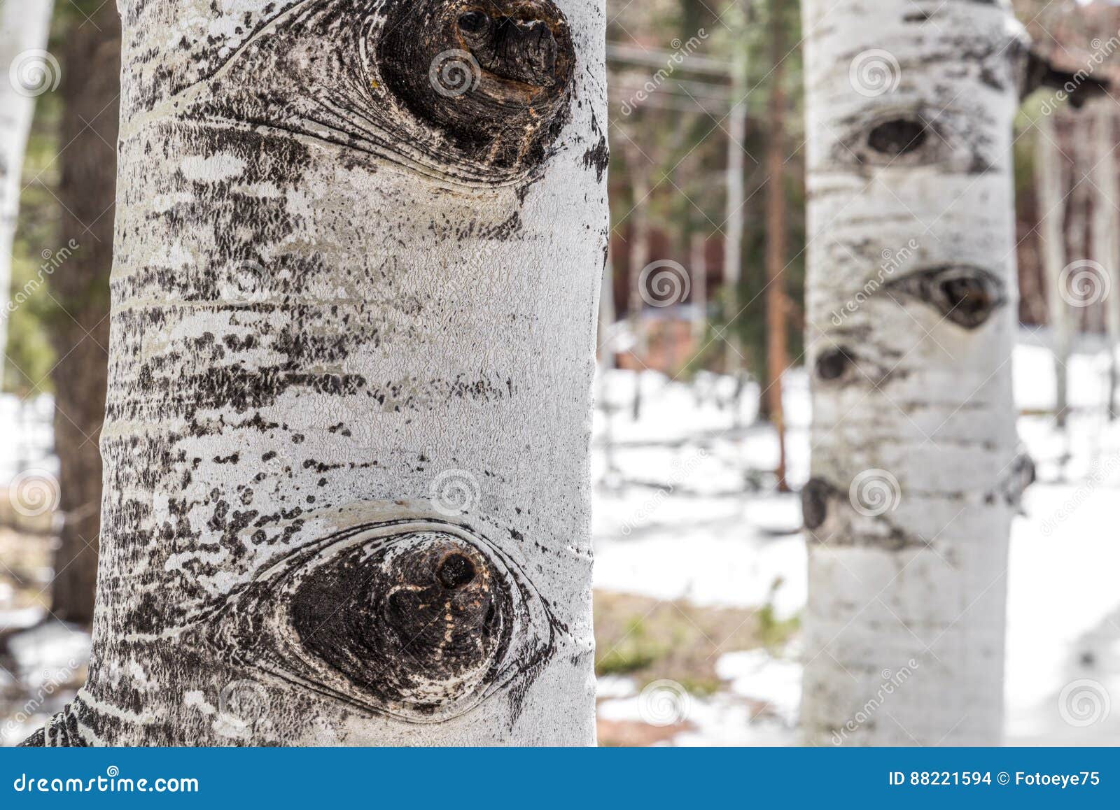 Aspen tree bark texture stock photo. Image of nature - 88221594