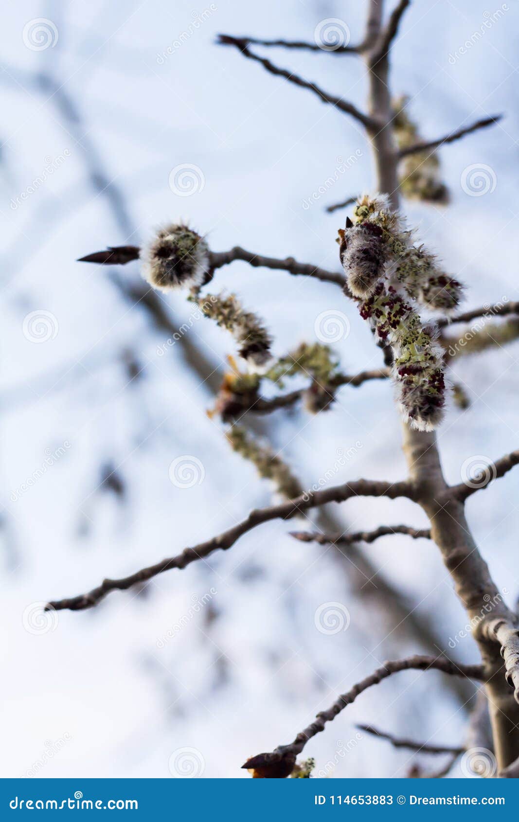 Aspen Blooms stock image. Image of blue, nature, emily - 114653883