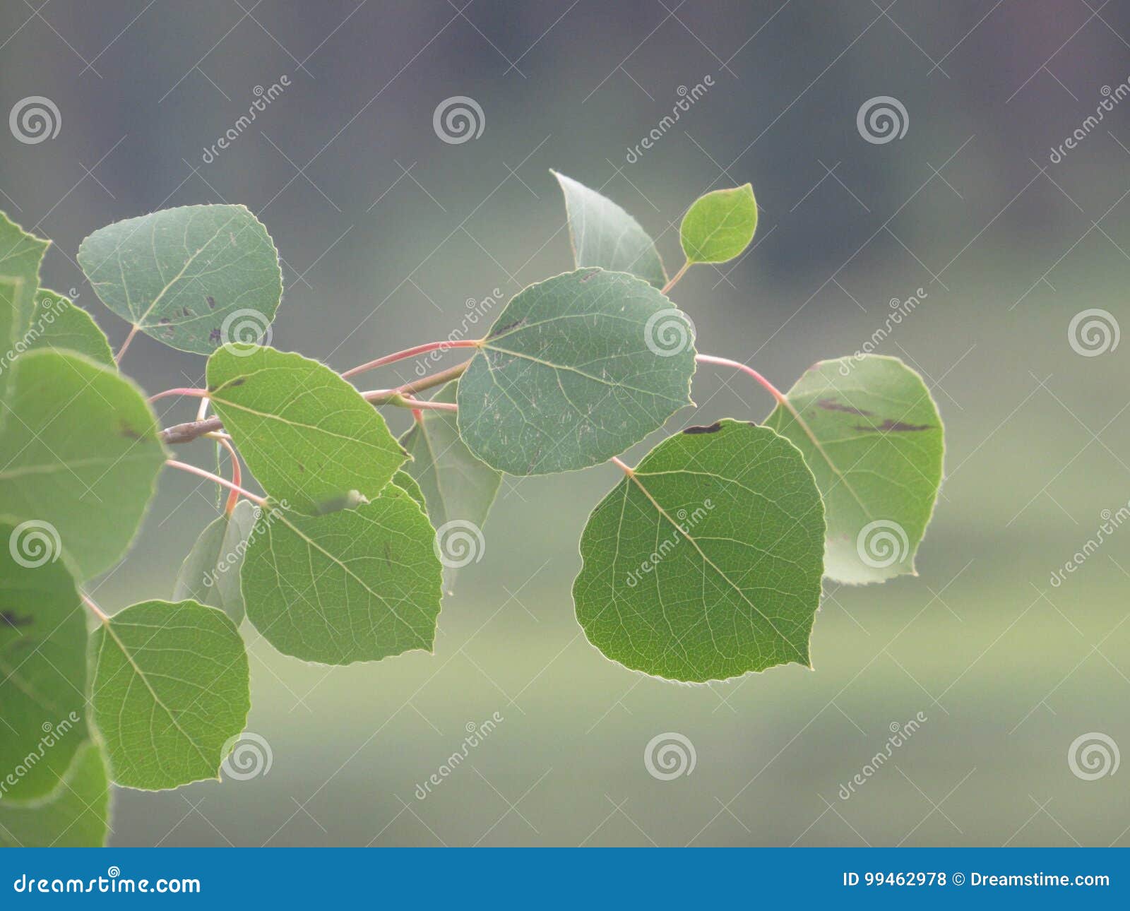 Aspen tree branch stock photo. Image of spring, wallpaper - 99462978