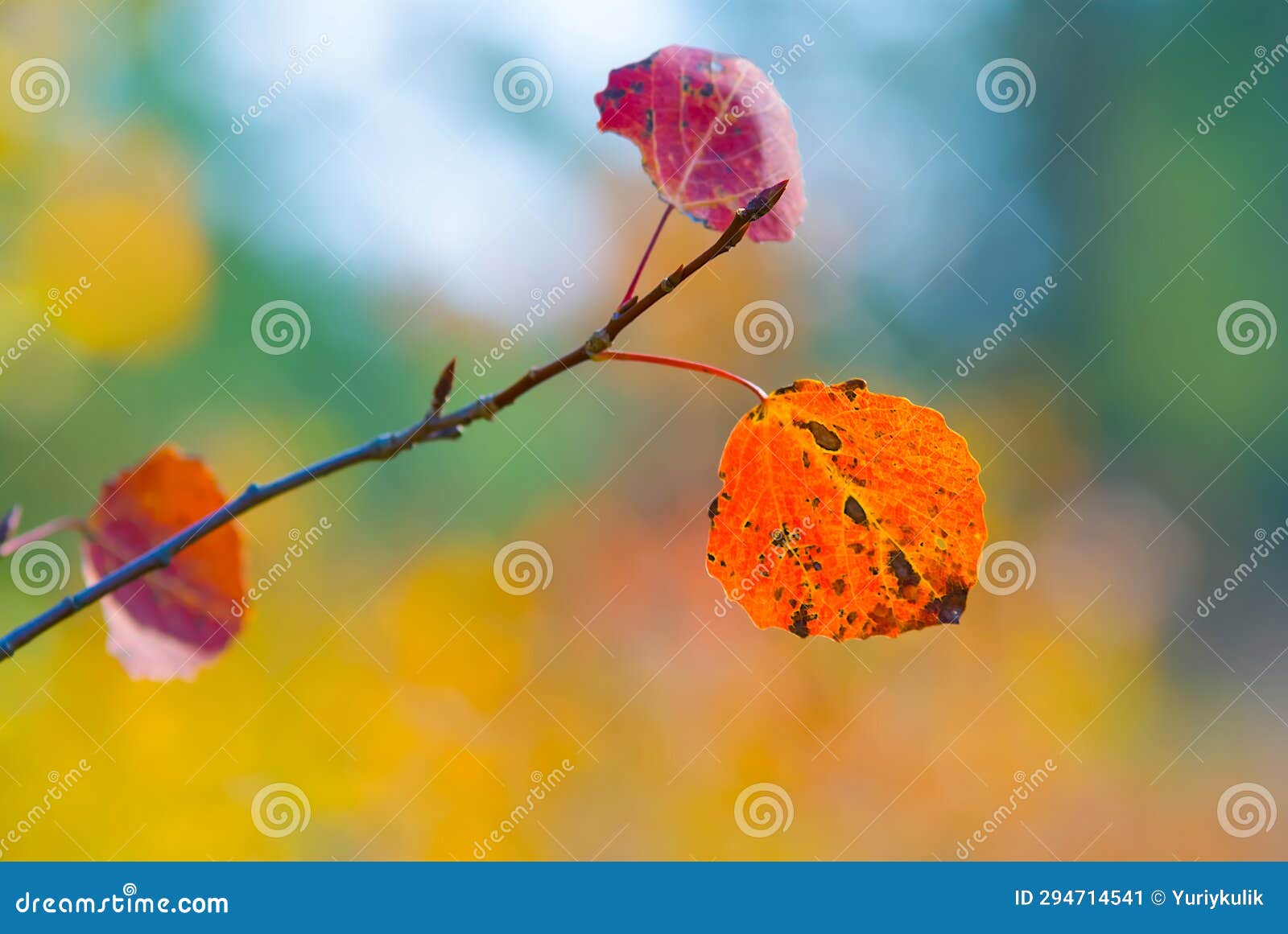 Aspen Tree Branch with Red Dry Leaves Stock Image - Image of season ...