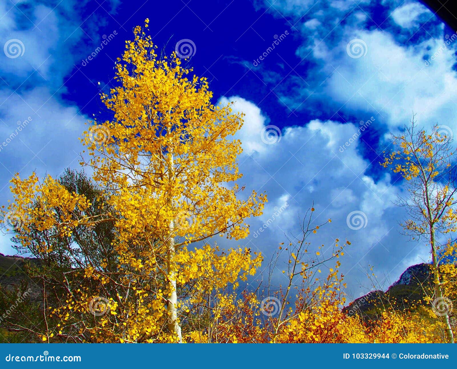 Aspen Tree in Fall Colors stock photo. Image of blue - 103329944