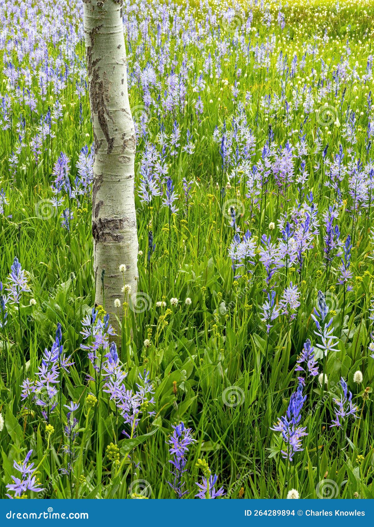 Aspen Tree in a Field of Wildflowers Stock Photo - Image of camas ...