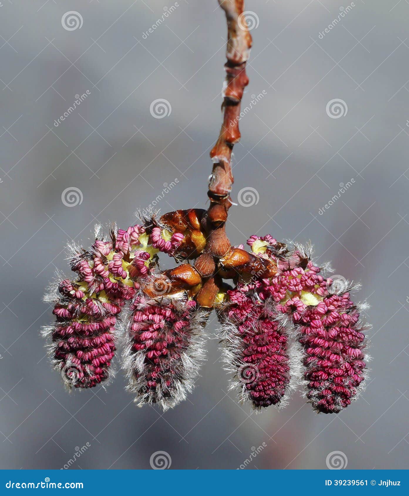 Aspen Tree Flower Catkin stock image. Image of catkin - 39239561
