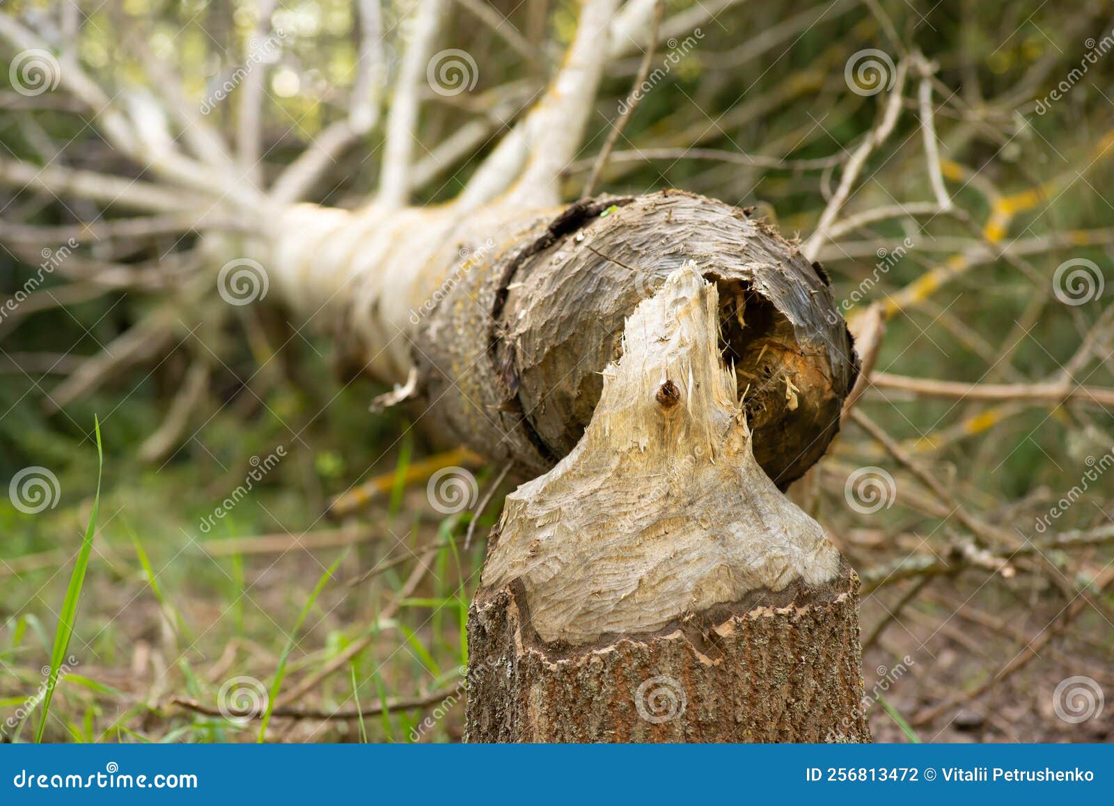 Fallen tree by beavers stock photo. Image of bark, autumn - 256813472