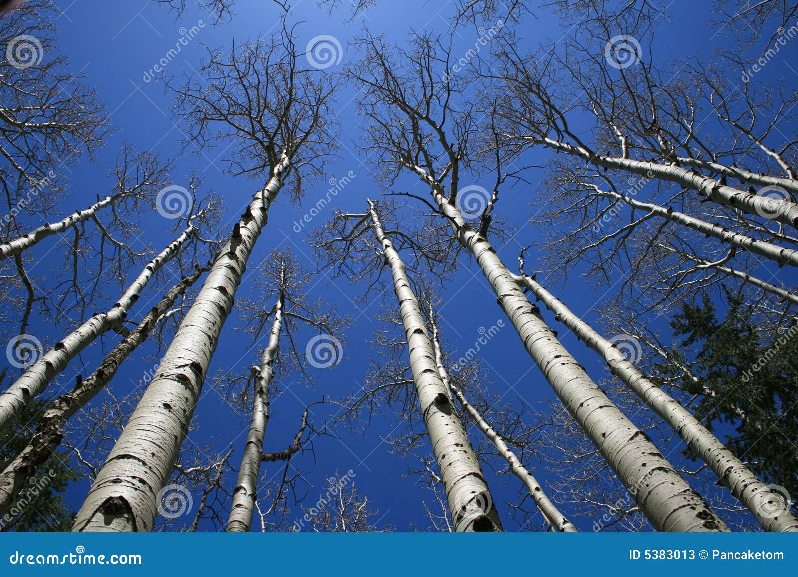 Aspen tree grove stock image. Image of wide, nature, trunks - 5383013