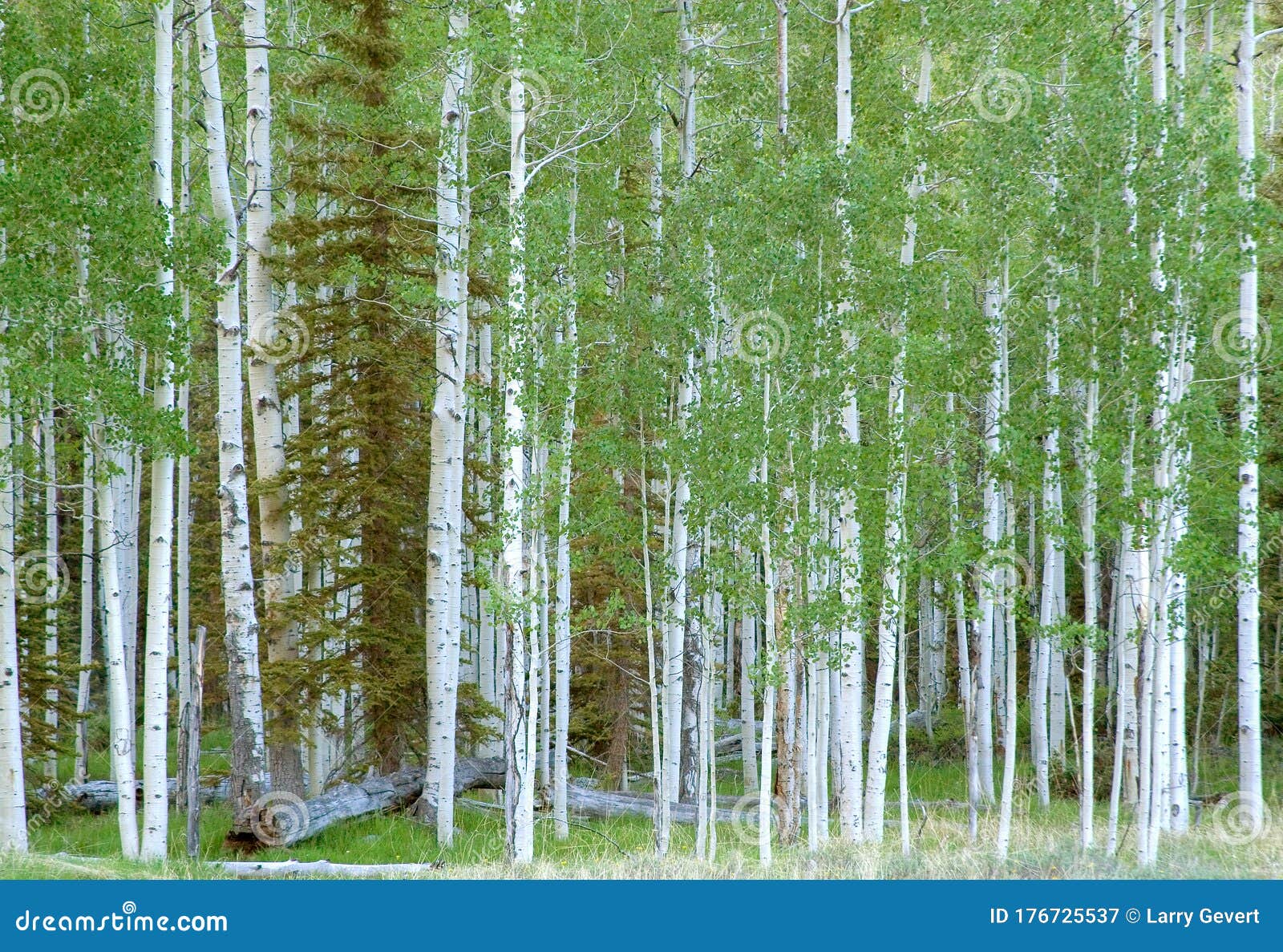 Aspen trees in Spring stock image. Image of backroad - 176725537