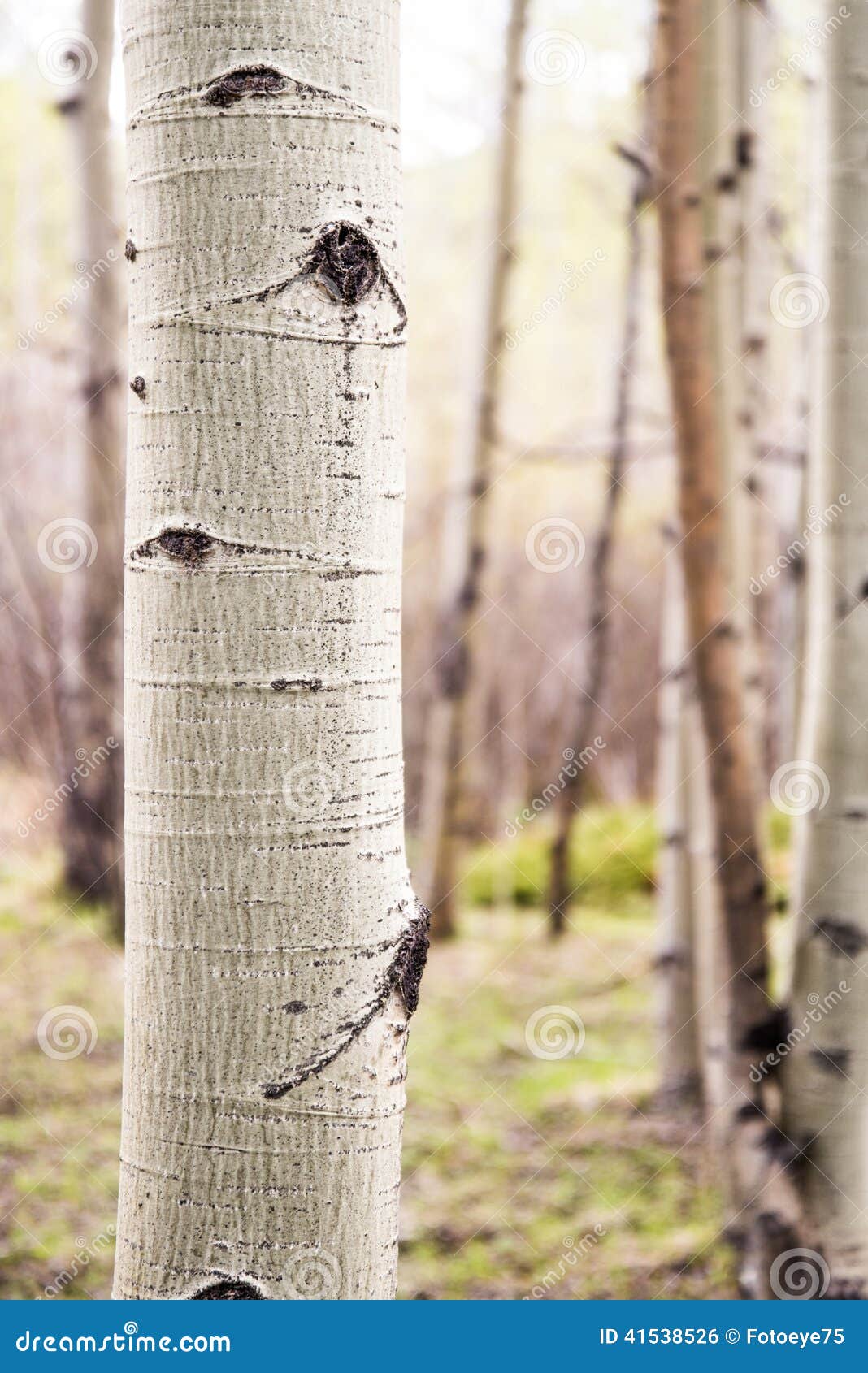 Aspen Tree Nella Foresta Di Colorado Fotografia Stock - Immagine di ...
