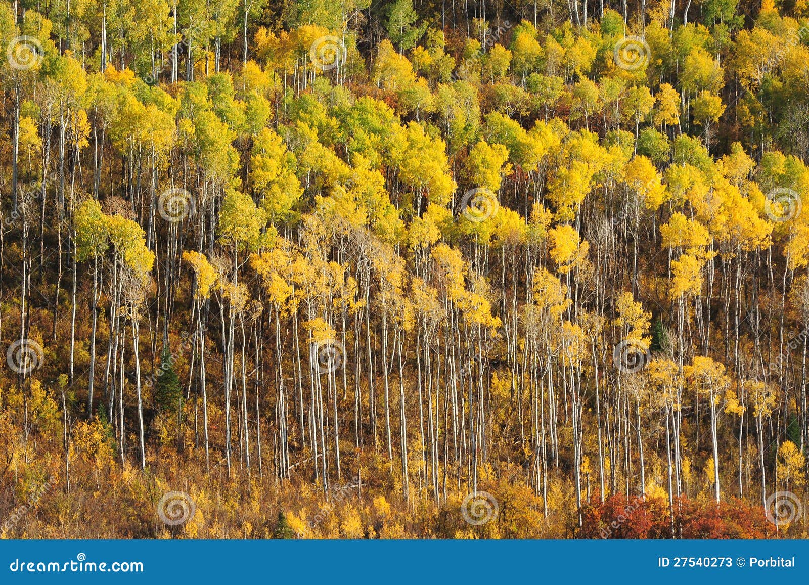 Aspen tree pattern stock image. Image of aspen, tall - 27540273