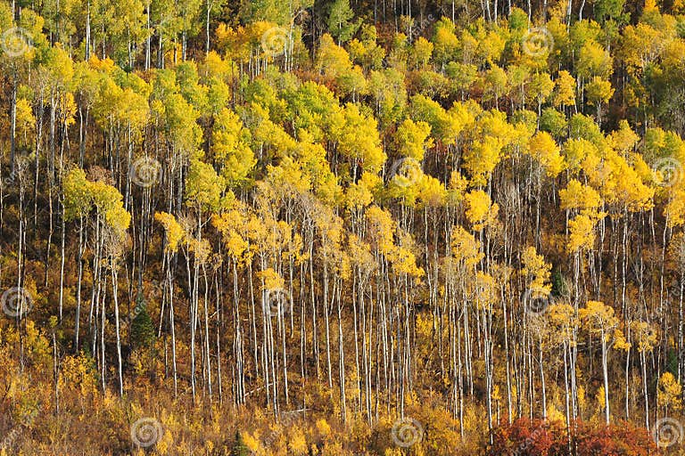 Aspen tree pattern stock image. Image of aspen, tall - 27540273