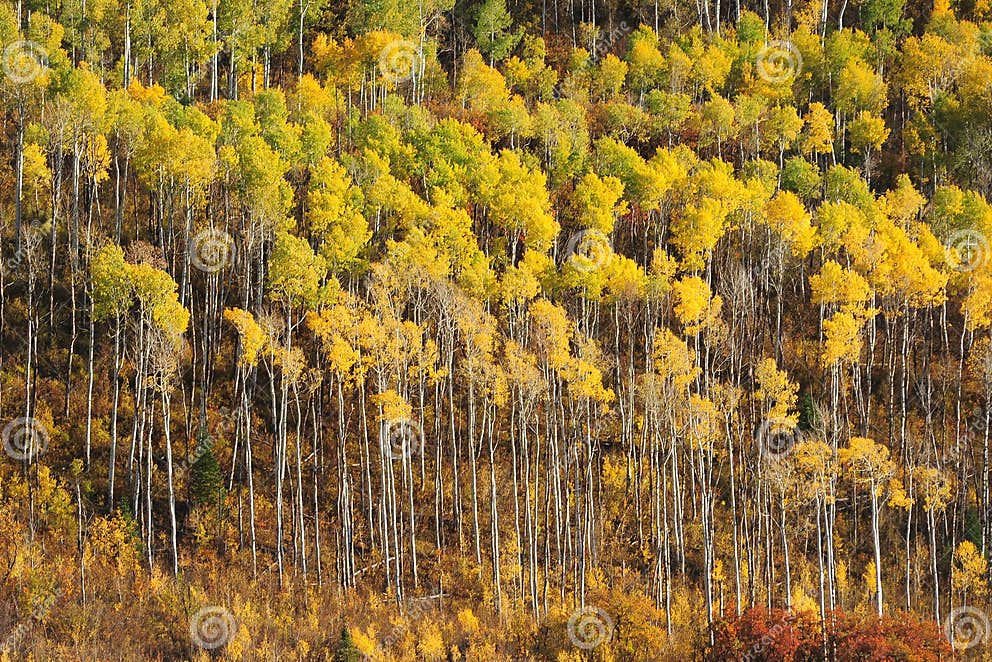 Aspen tree pattern stock image. Image of aspen, tall - 27540273