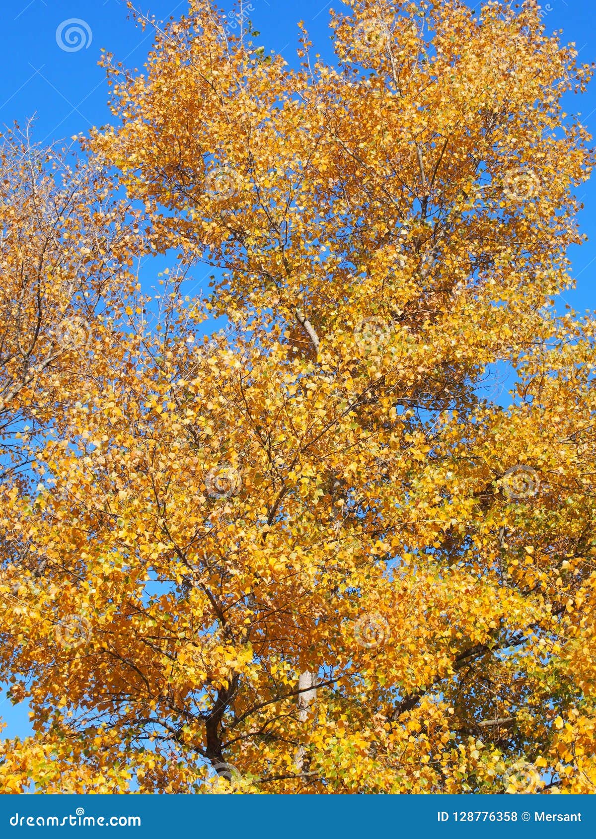 Aspen tree Populus tremula stock photo. Image of tremula - 128776358
