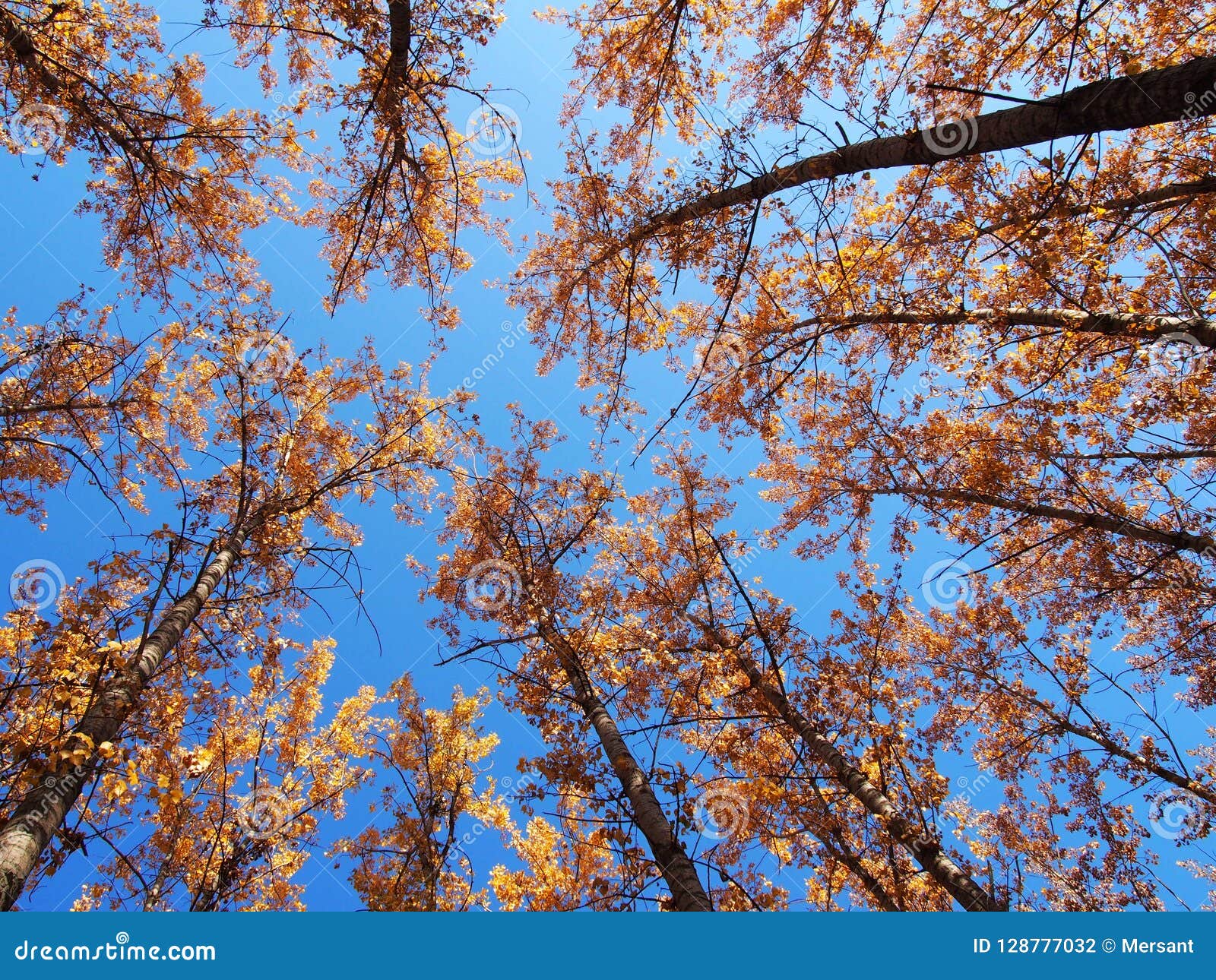 Aspen tree Populus tremula stock photo. Image of fall - 128777032