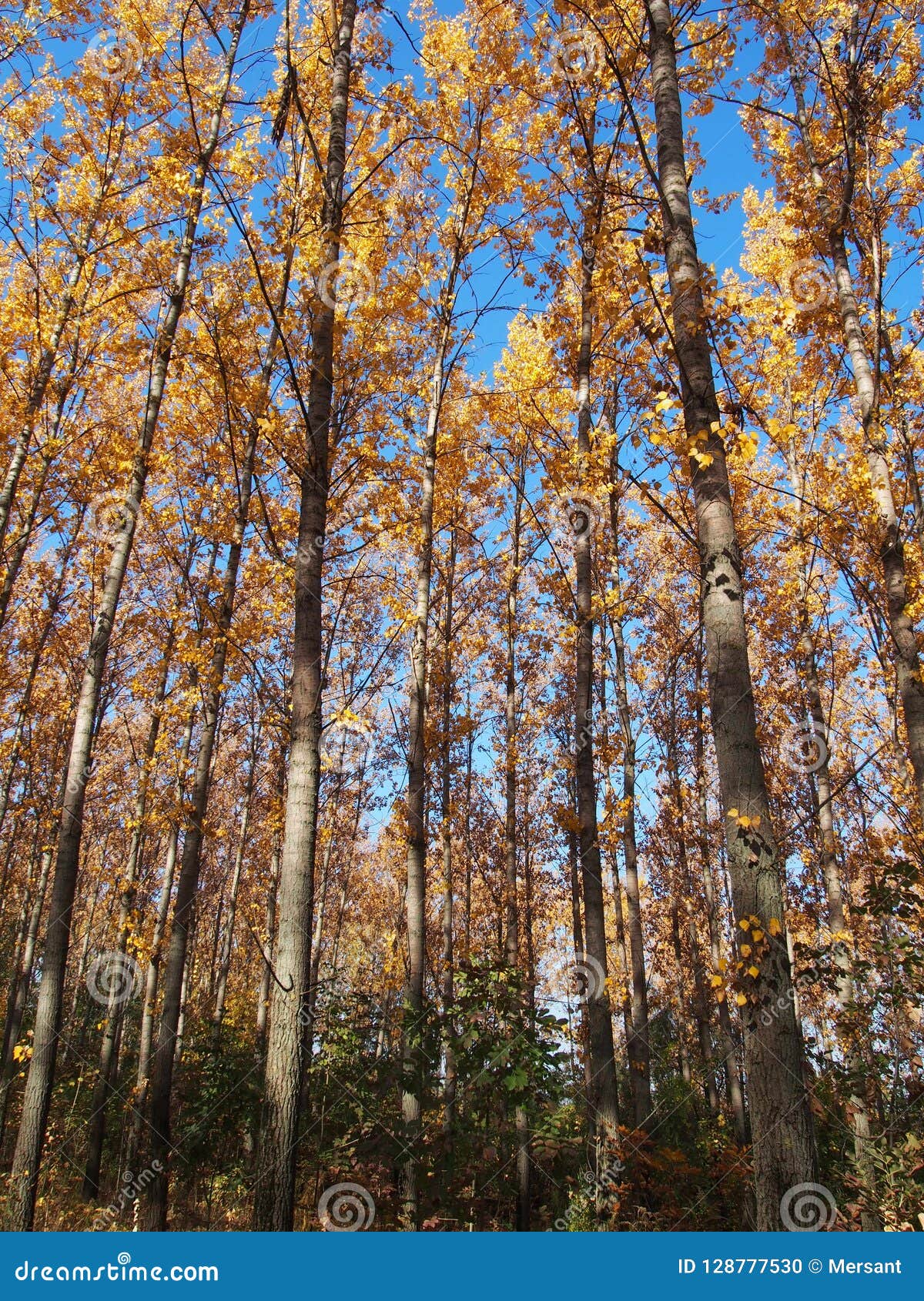Aspen tree Populus tremula stock photo. Image of aspen - 128777530