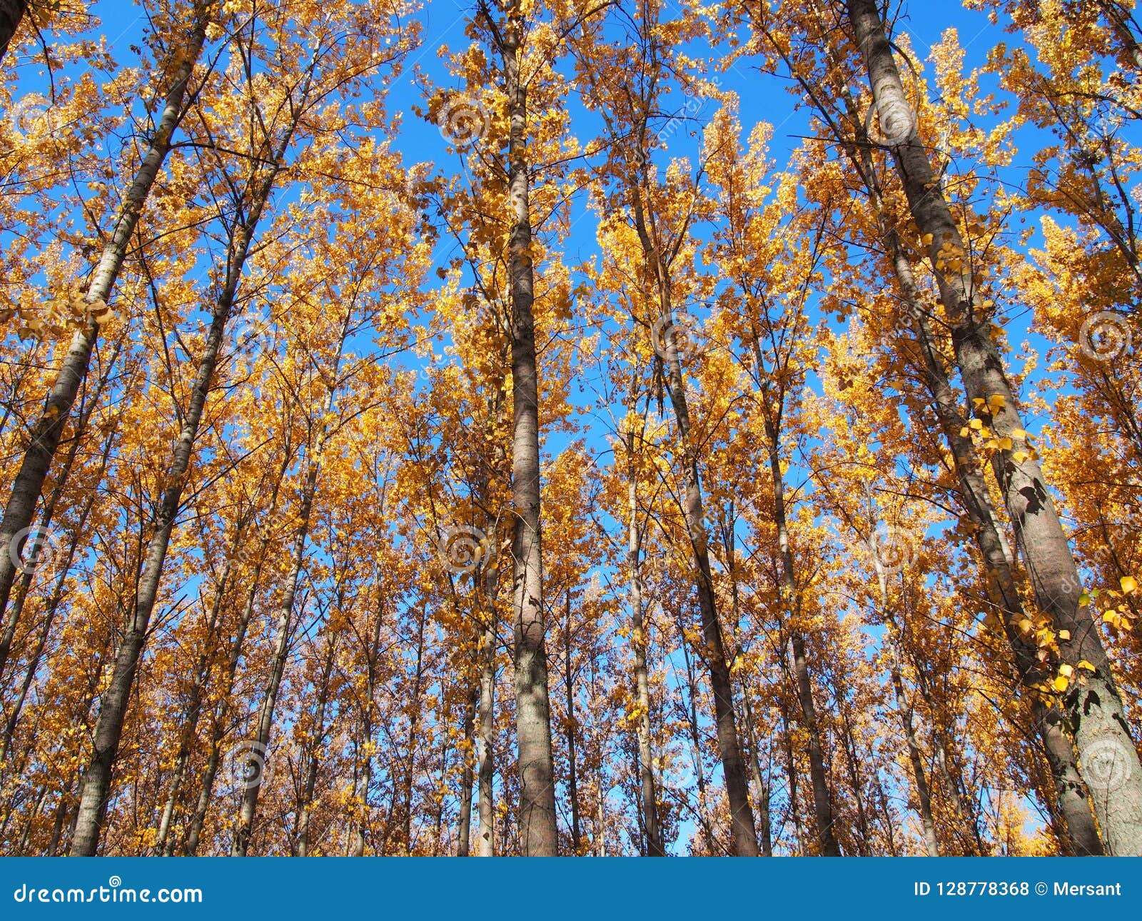 Aspen tree Populus tremula stock photo. Image of light - 128778368