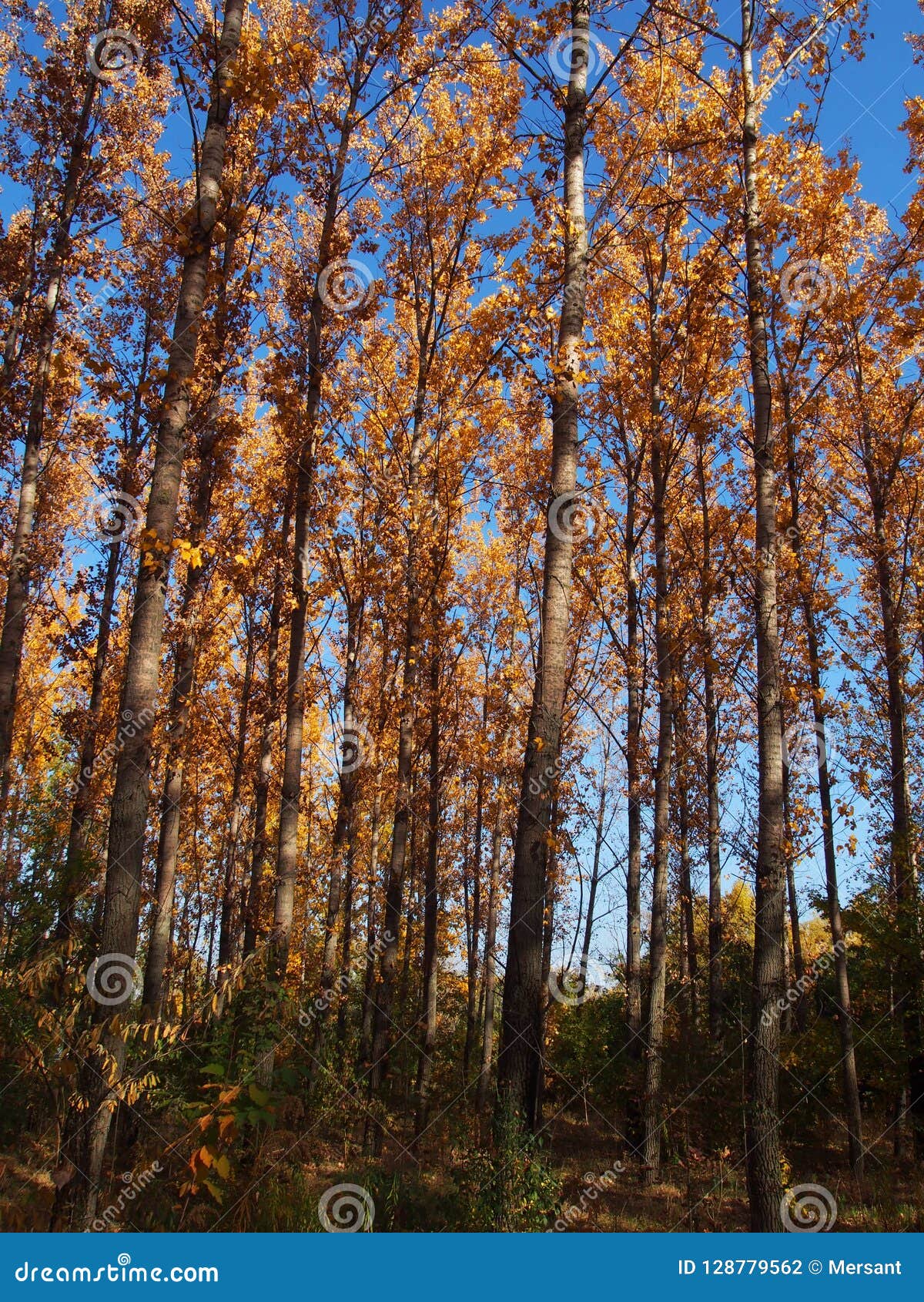 Aspen tree Populus tremula stock photo. Image of light - 128779562