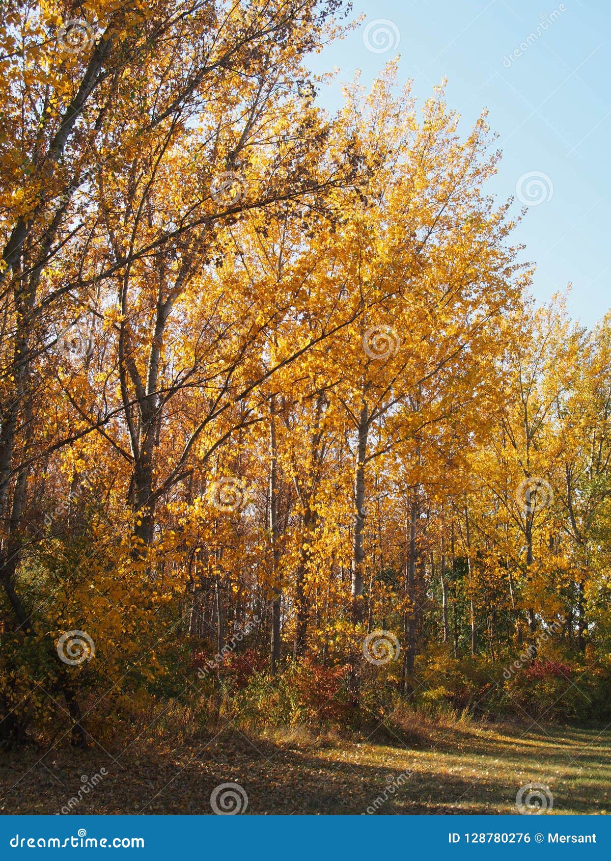 Aspen tree Populus tremula stock photo. Image of light - 128780276