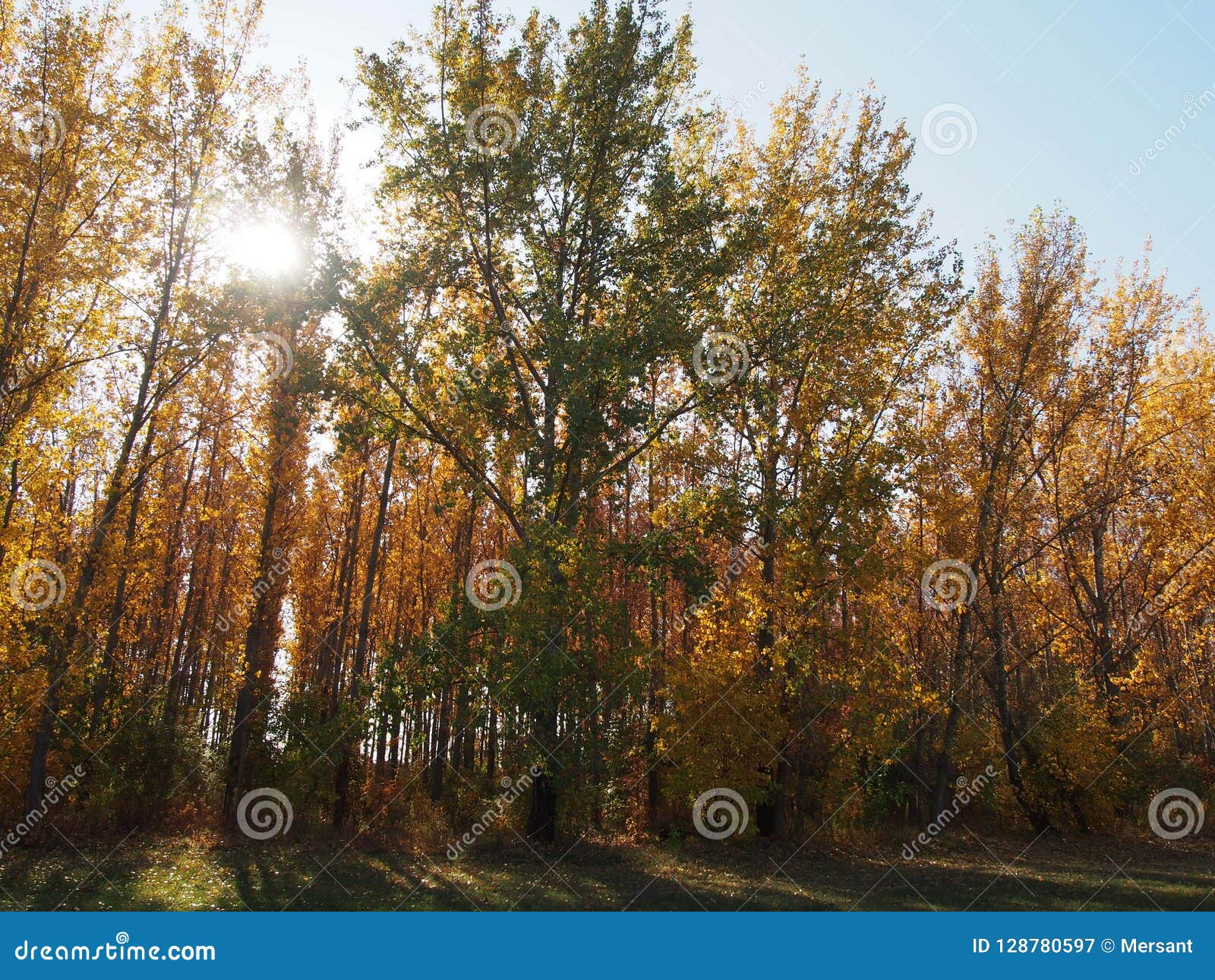 Aspen tree Populus tremula stock image. Image of aspen - 128780597