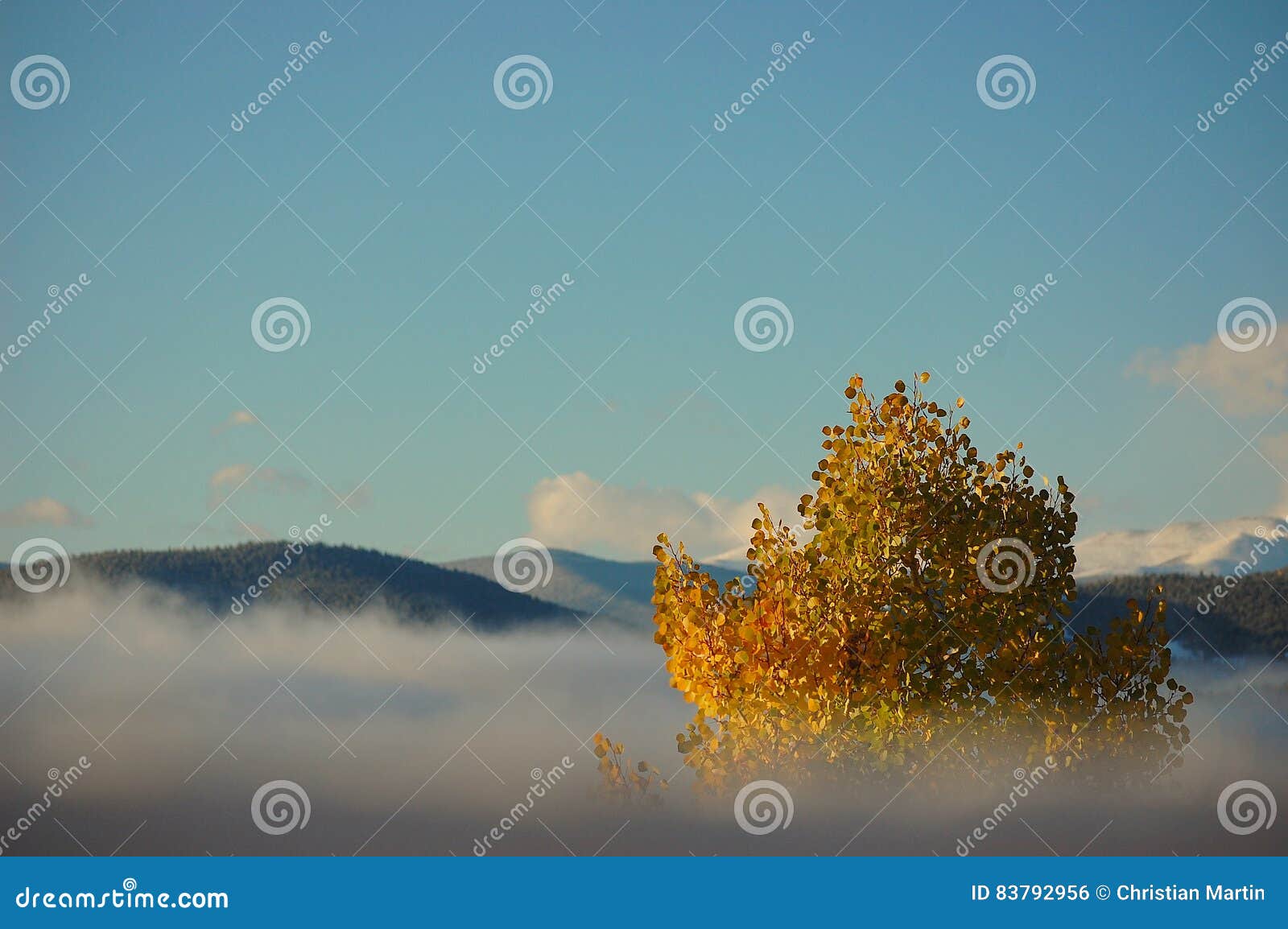 Aspen Tree Reaching through Fog Stock Photo - Image of mountain, blue ...