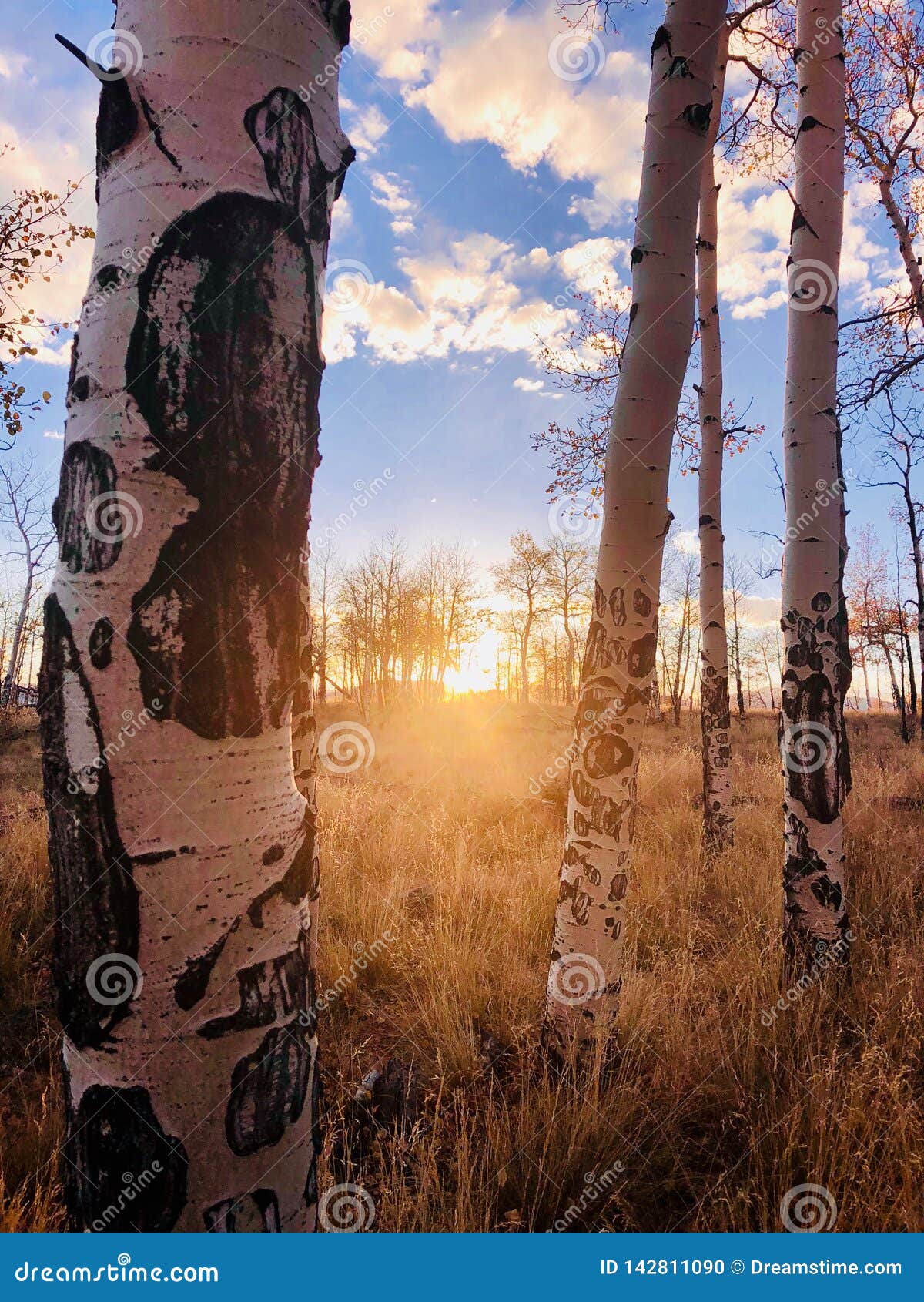 Aspen tree sunset stock photo. Image of ranch, forest - 142811090