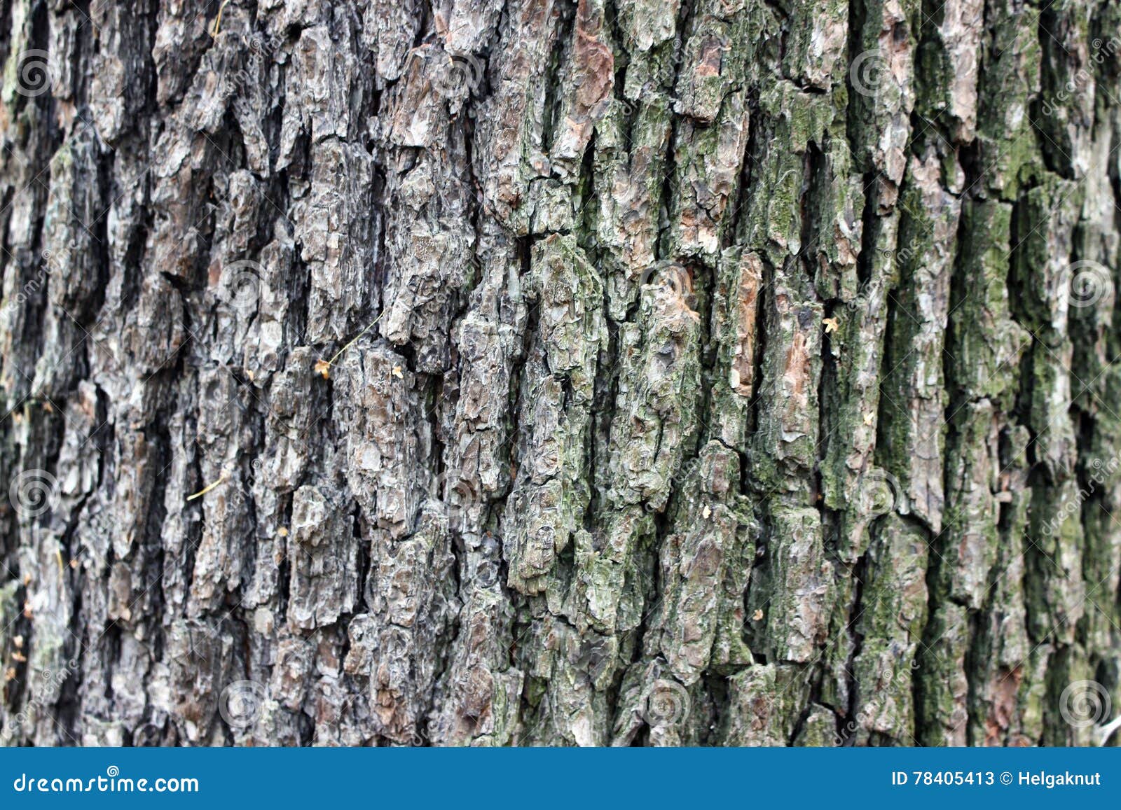 Aspen tree texture stock image. Image of surface, detail - 78405413