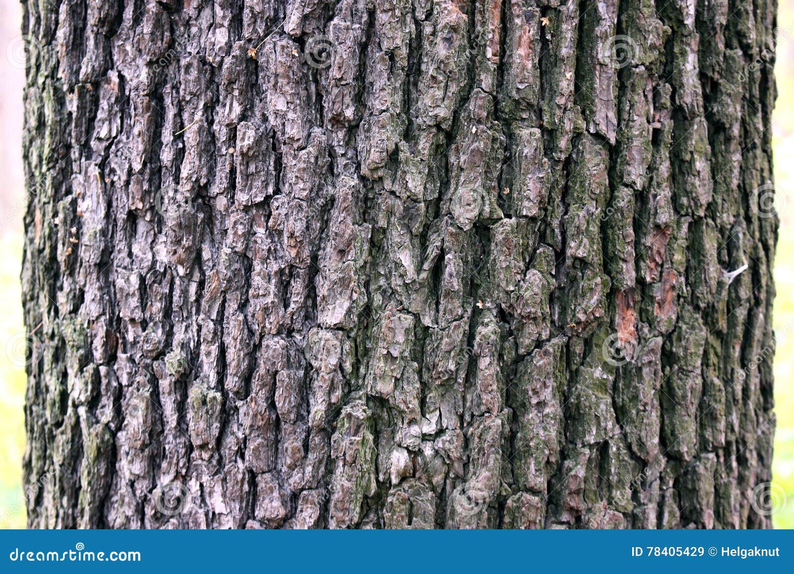 Aspen tree texture stock image. Image of wooden, texture - 78405429