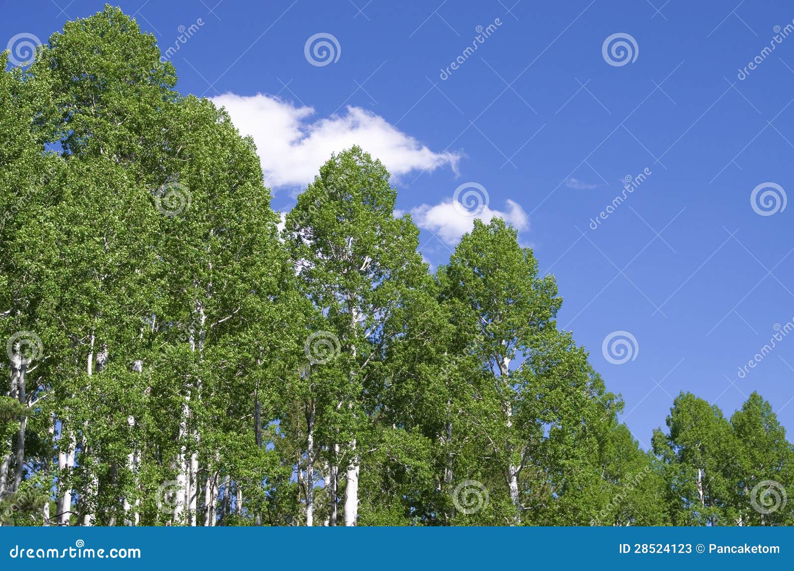 Aspen tree tops stock image. Image of aspen, landscape - 28524123