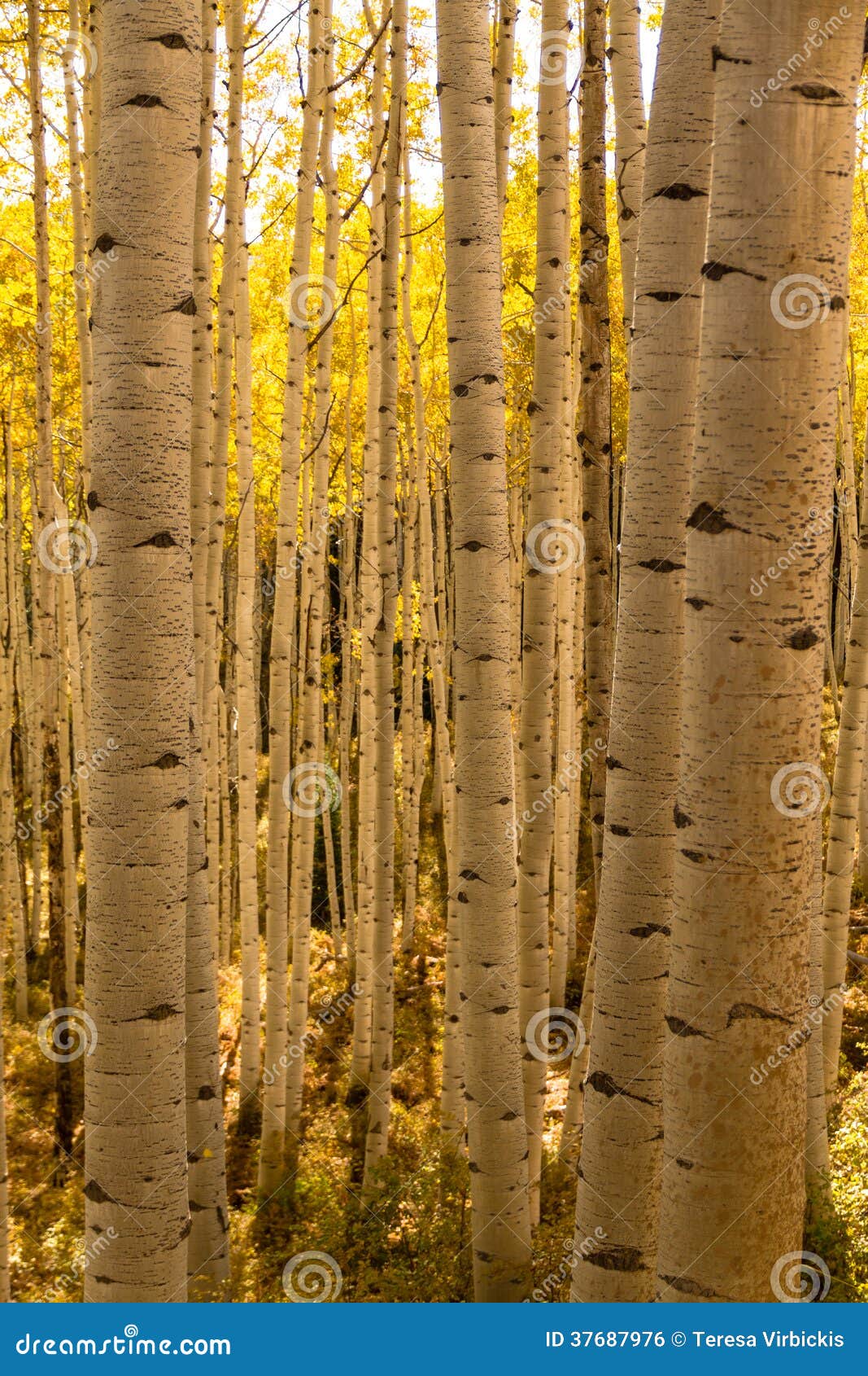Aspen Tree Trunk Forest foto de archivo. Imagen de colores - 37687976