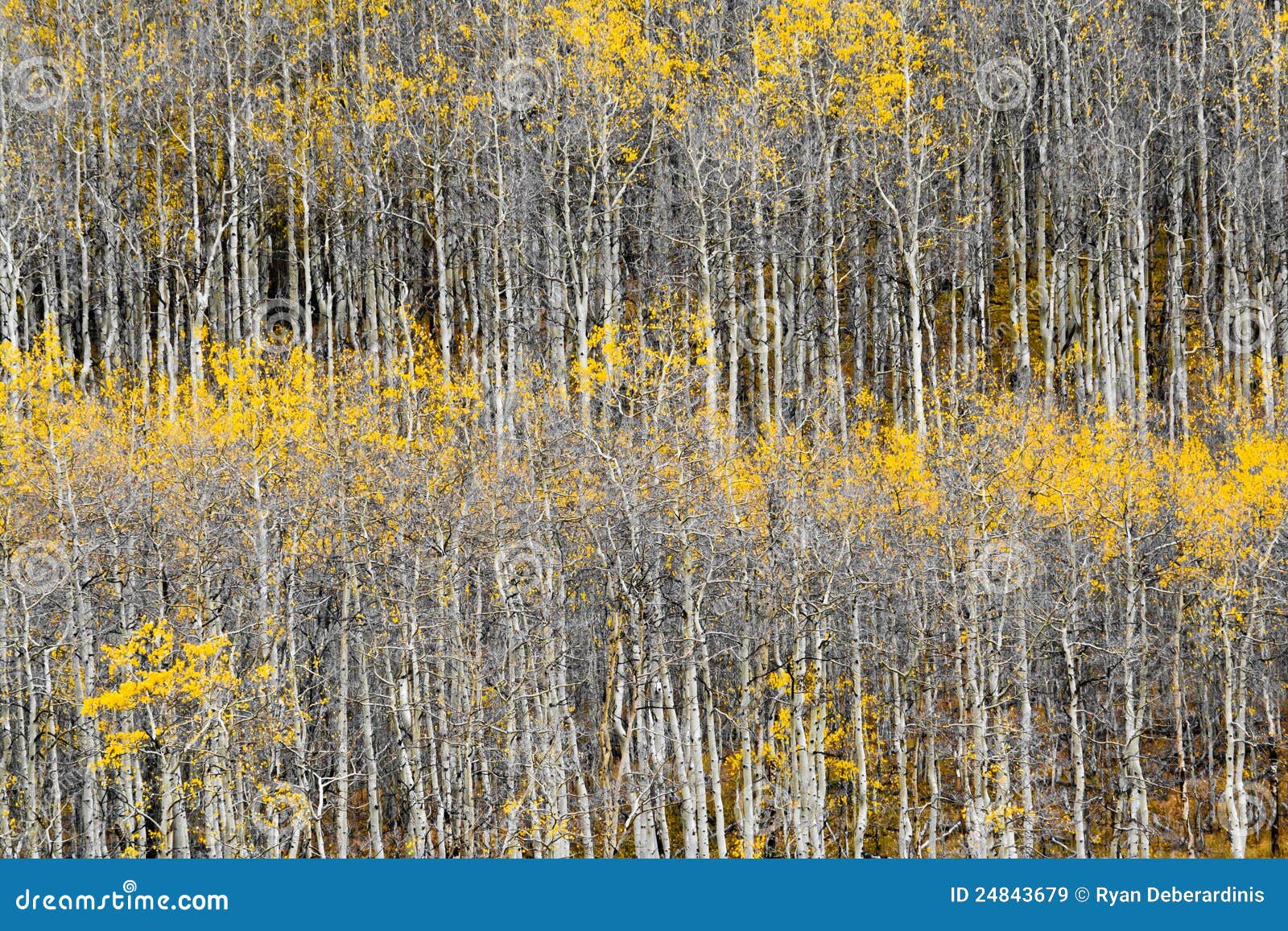 Aspen Tree Trunk Pattern stock image. Image of outdoors - 24843679