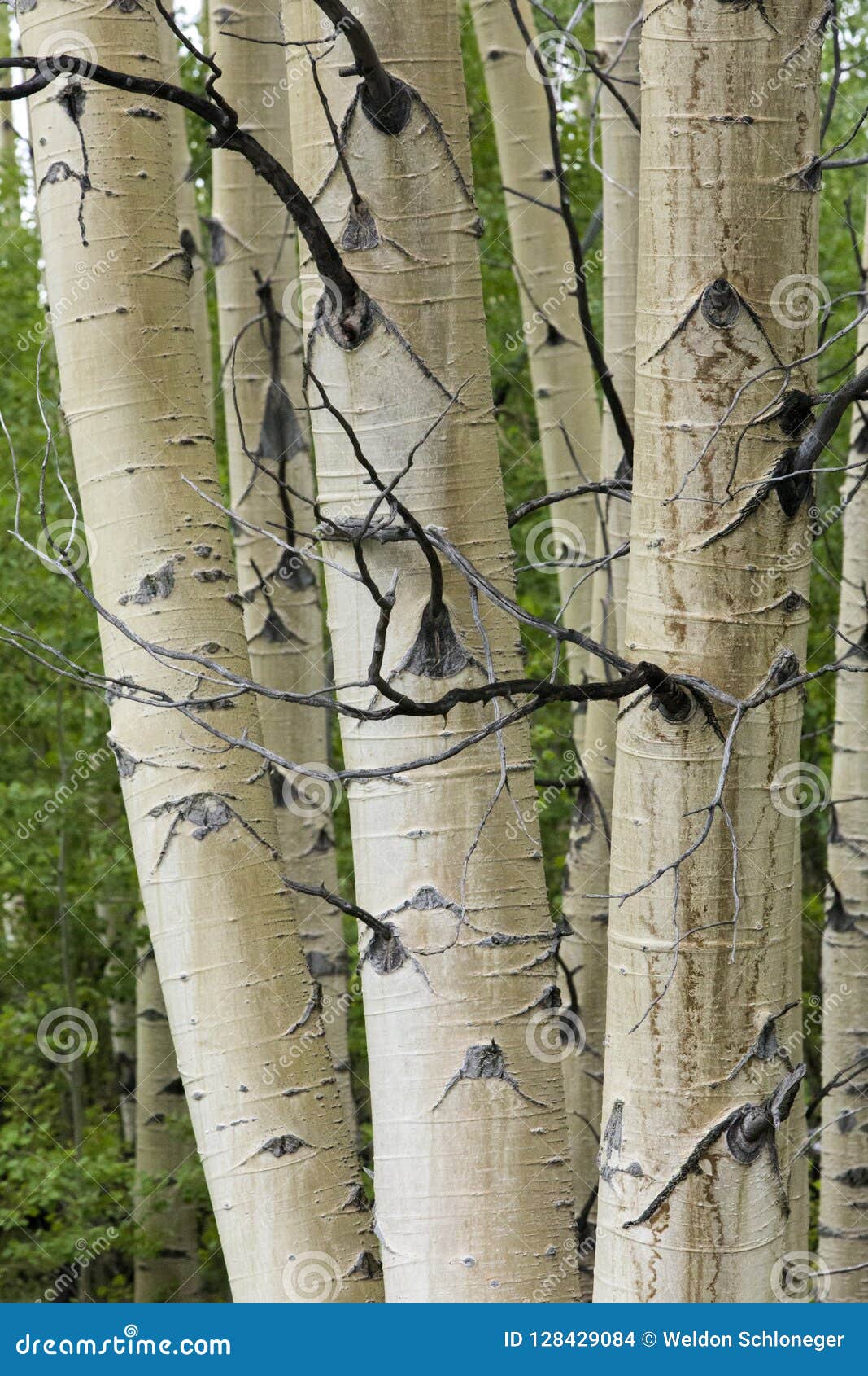 Aspen tree trunks closeup stock photo. Image of outdoors - 128429084