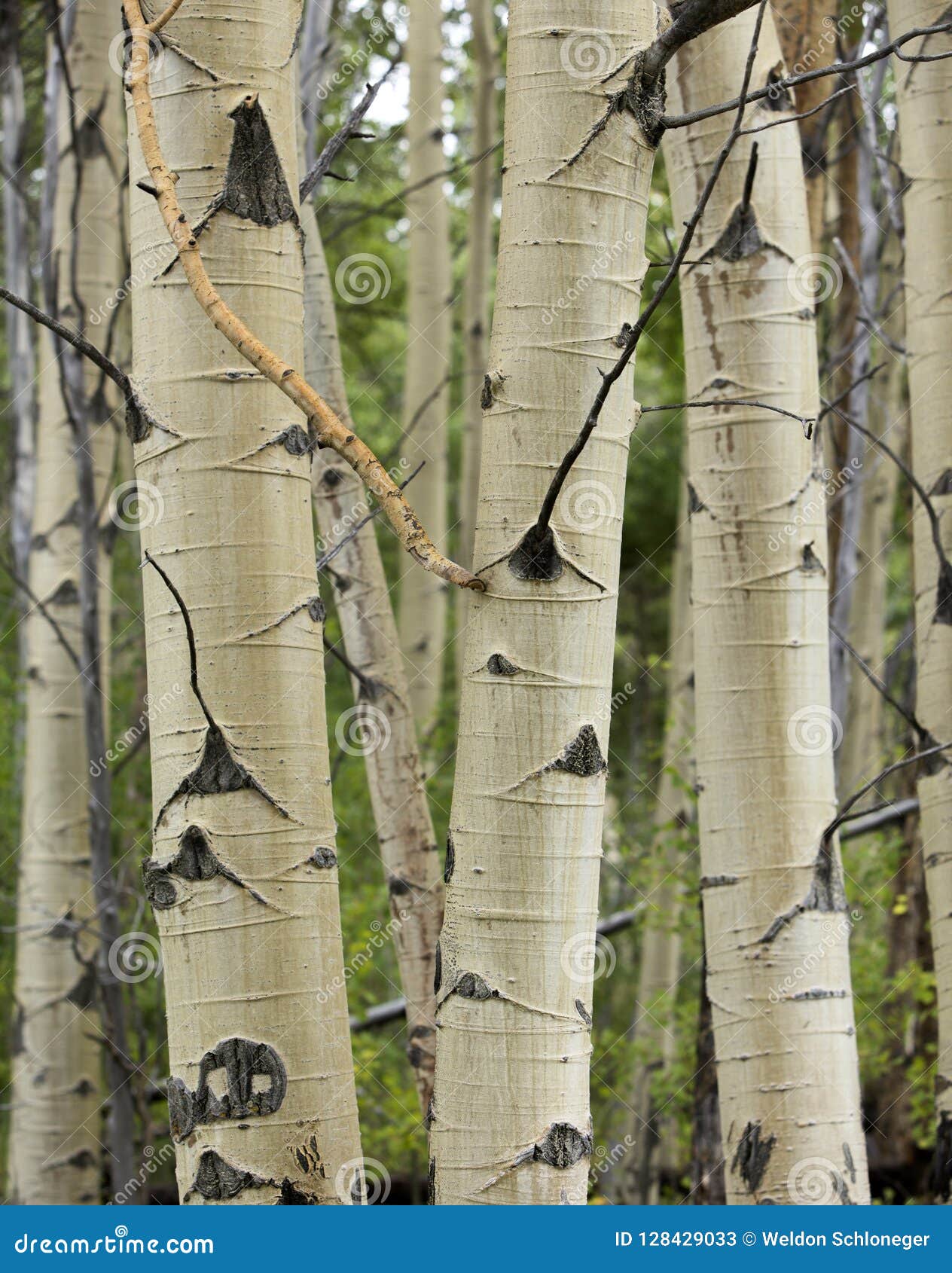 Aspen tree trunks closeup stock image. Image of tree - 128429033