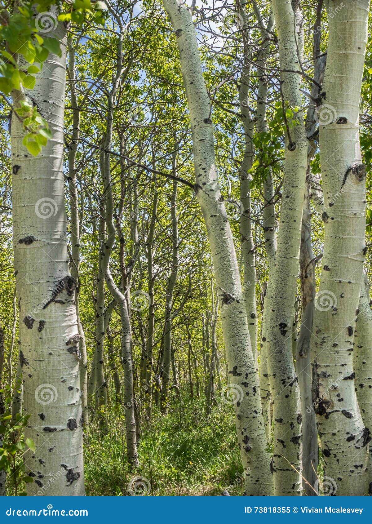Aspen Tree Trunks in Spring Stock Image - Image of woods, spring: 73818355