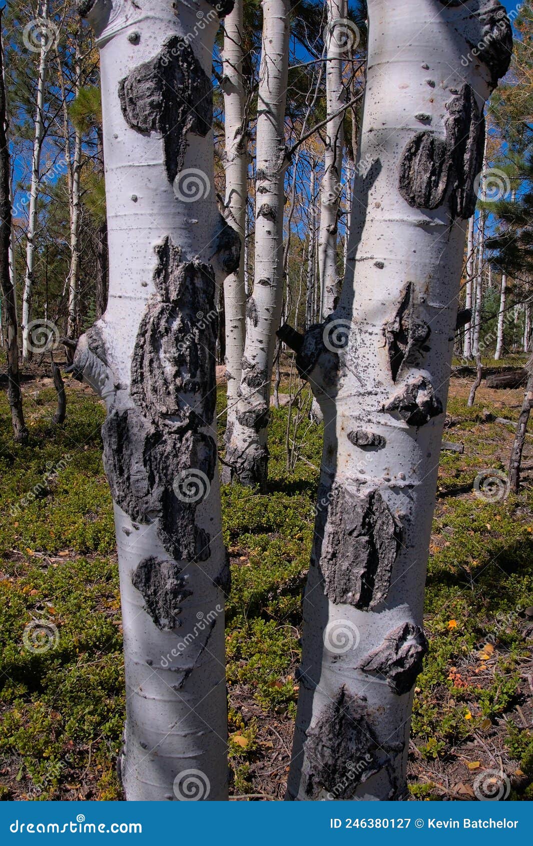 Aspen Tree Trunks stock image. Image of forest, stump - 246380127
