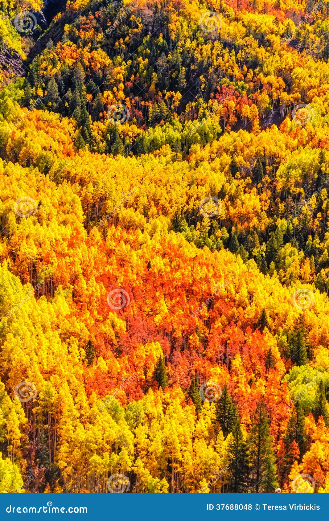 Aspen Trees photo stock. Image du montagnes, rocheux - 37688048