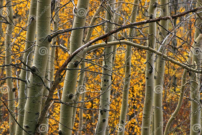 Aspen trees stock photo. Image of poplar, fall, quaking - 7418992