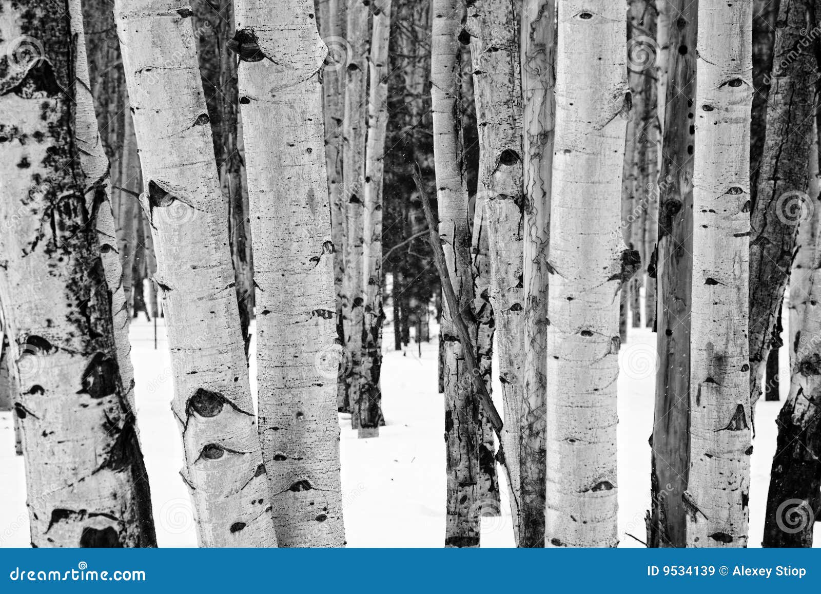 Aspen trees stock image. Image of pattern, trunk, scenic - 9534139