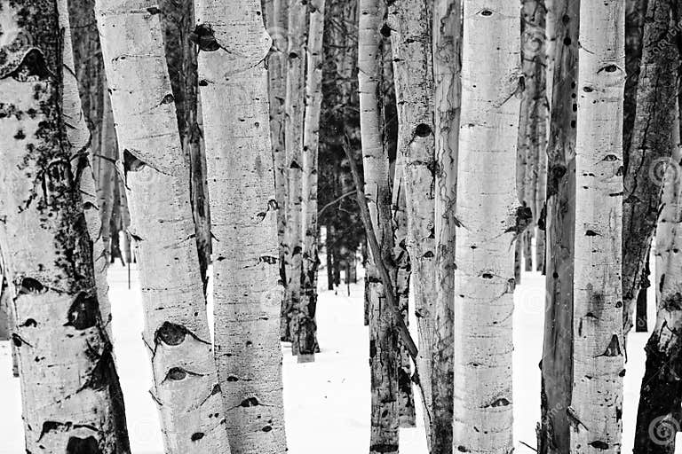 Aspen trees stock image. Image of pattern, trunk, scenic - 9534139