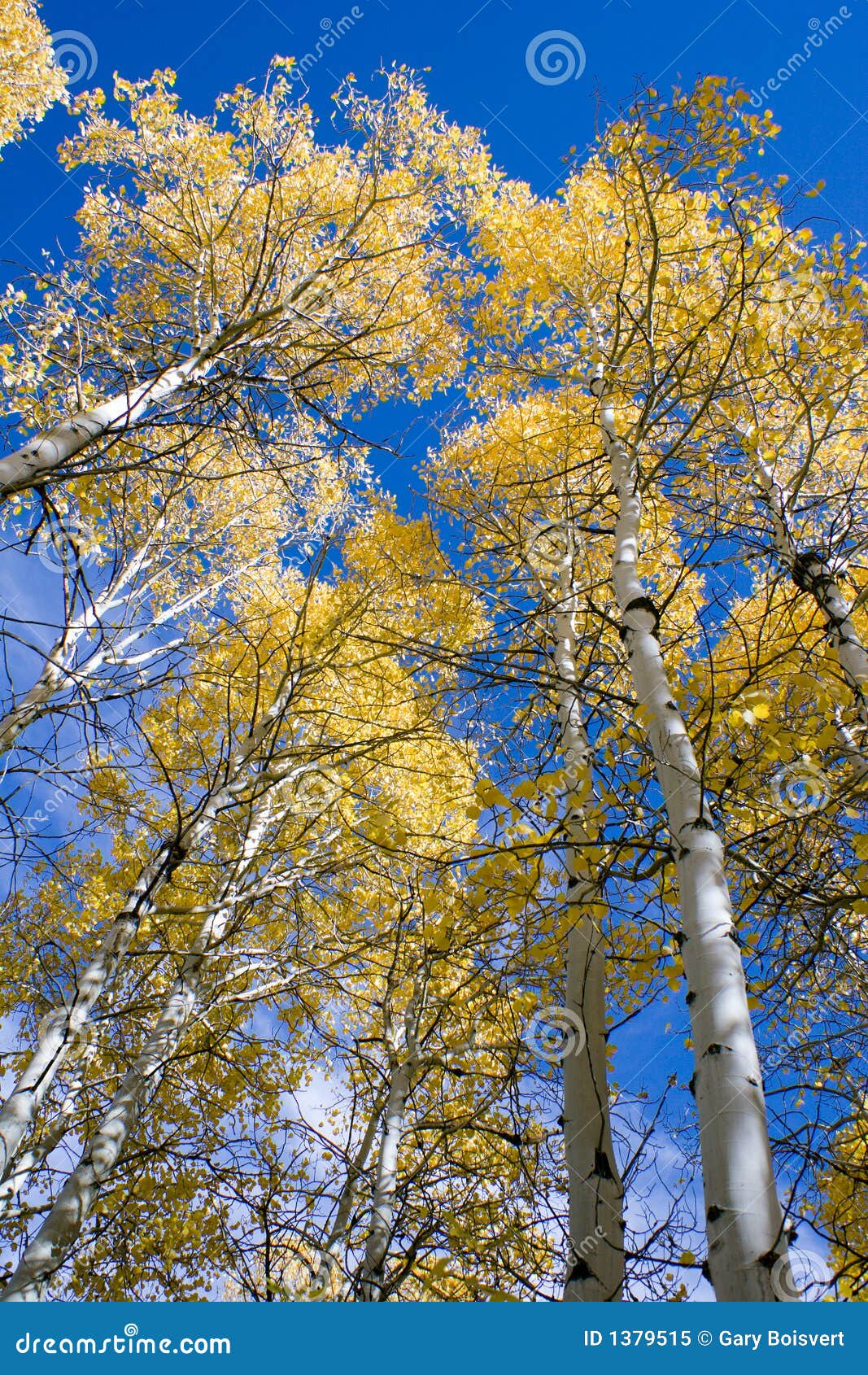 Aspen trees in autumn stock image. Image of mountain, golden - 1379515