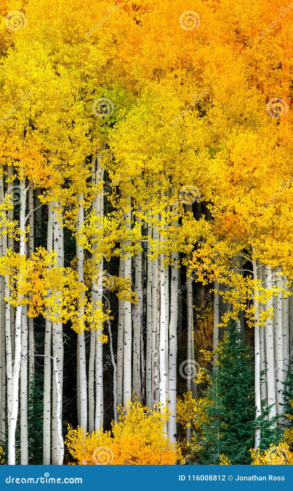 Aspen. trees in Colorado stock photo. Image of mountains - 116008812