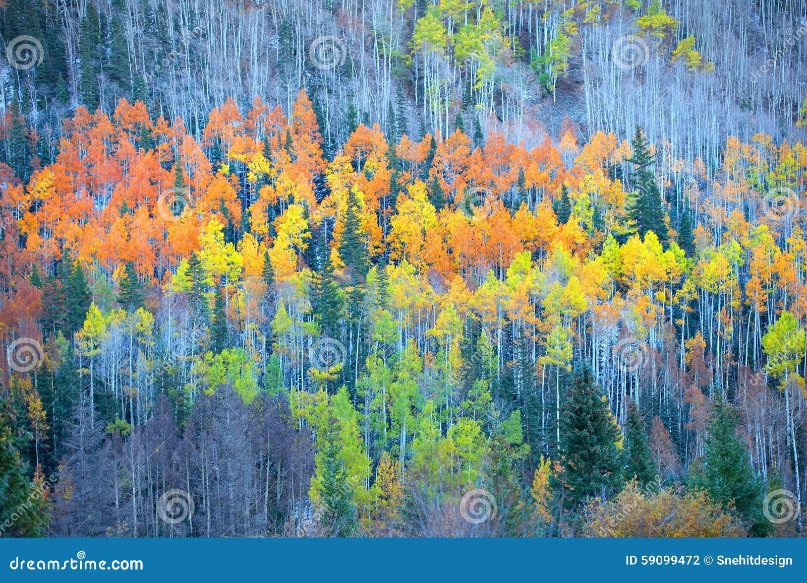 Aspen trees stock photo. Image of foliage, colors, leaves - 59099472