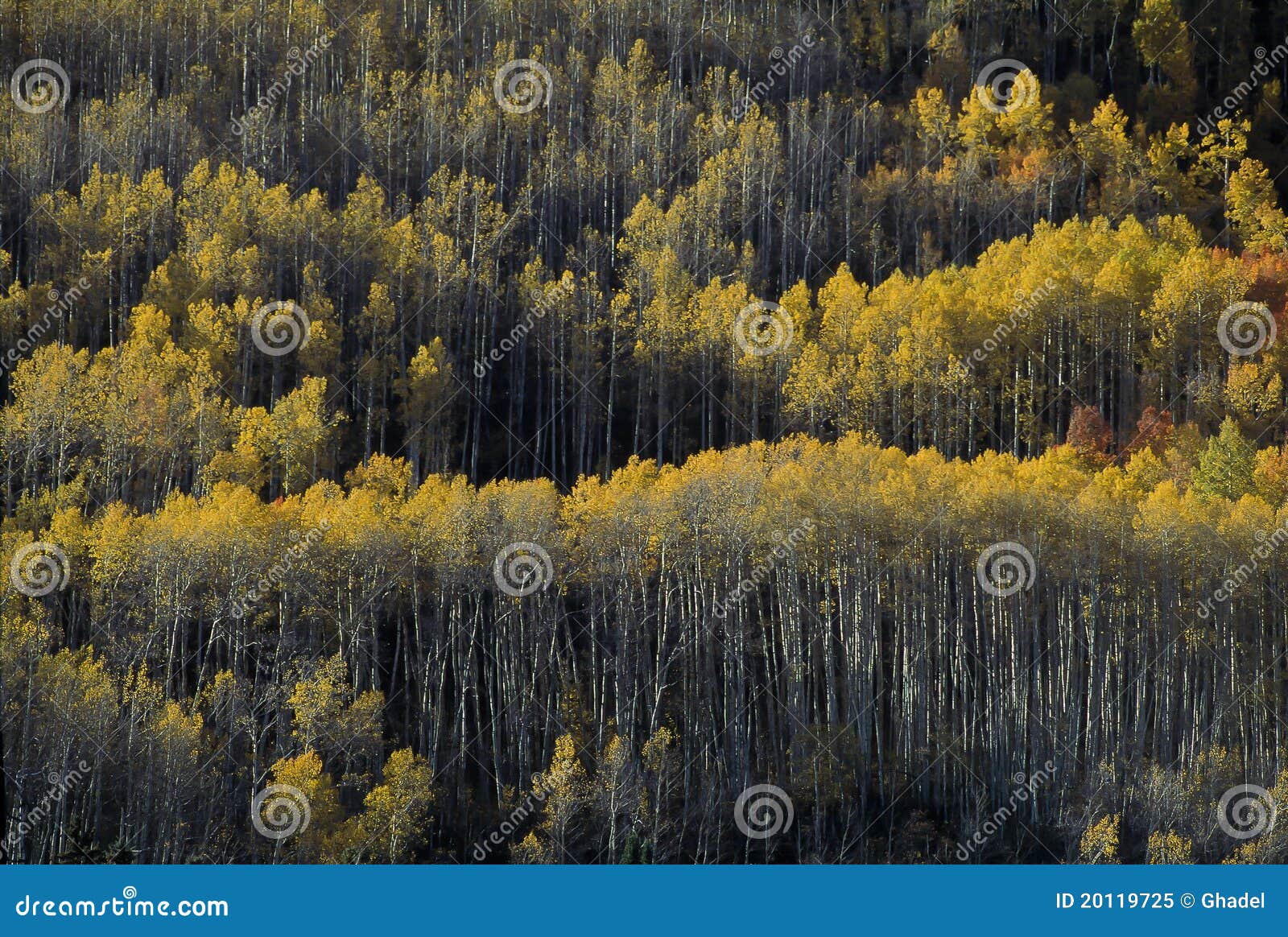 Aspen Trees, Durango Colorado Stock Image - Image of color, orange ...
