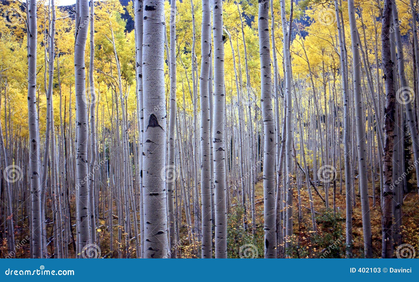 Aspen trees in fall stock image. Image of bark, landscape - 402103