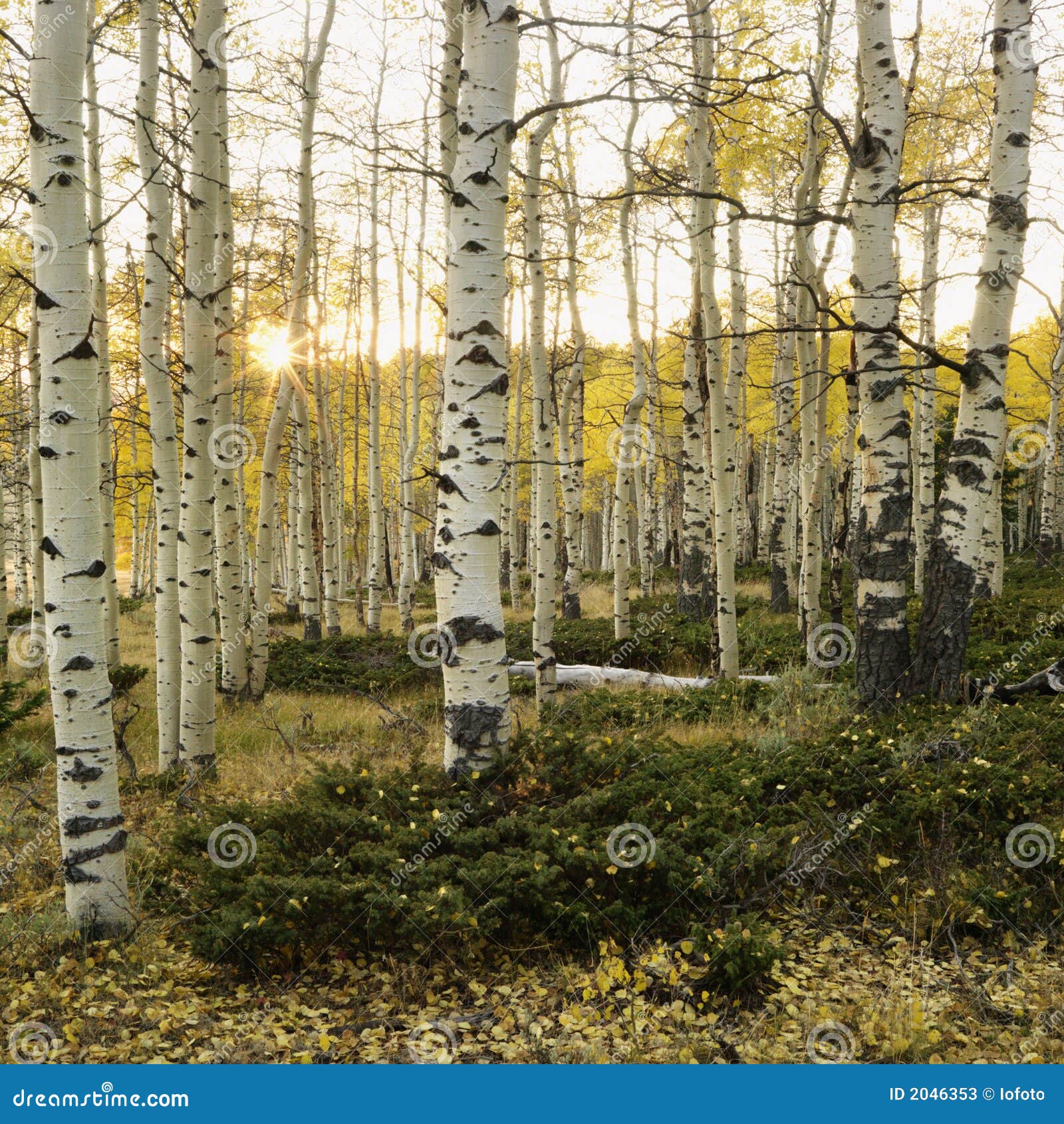 Aspen Trees In Fall Color Royalty-Free Stock Photography ...