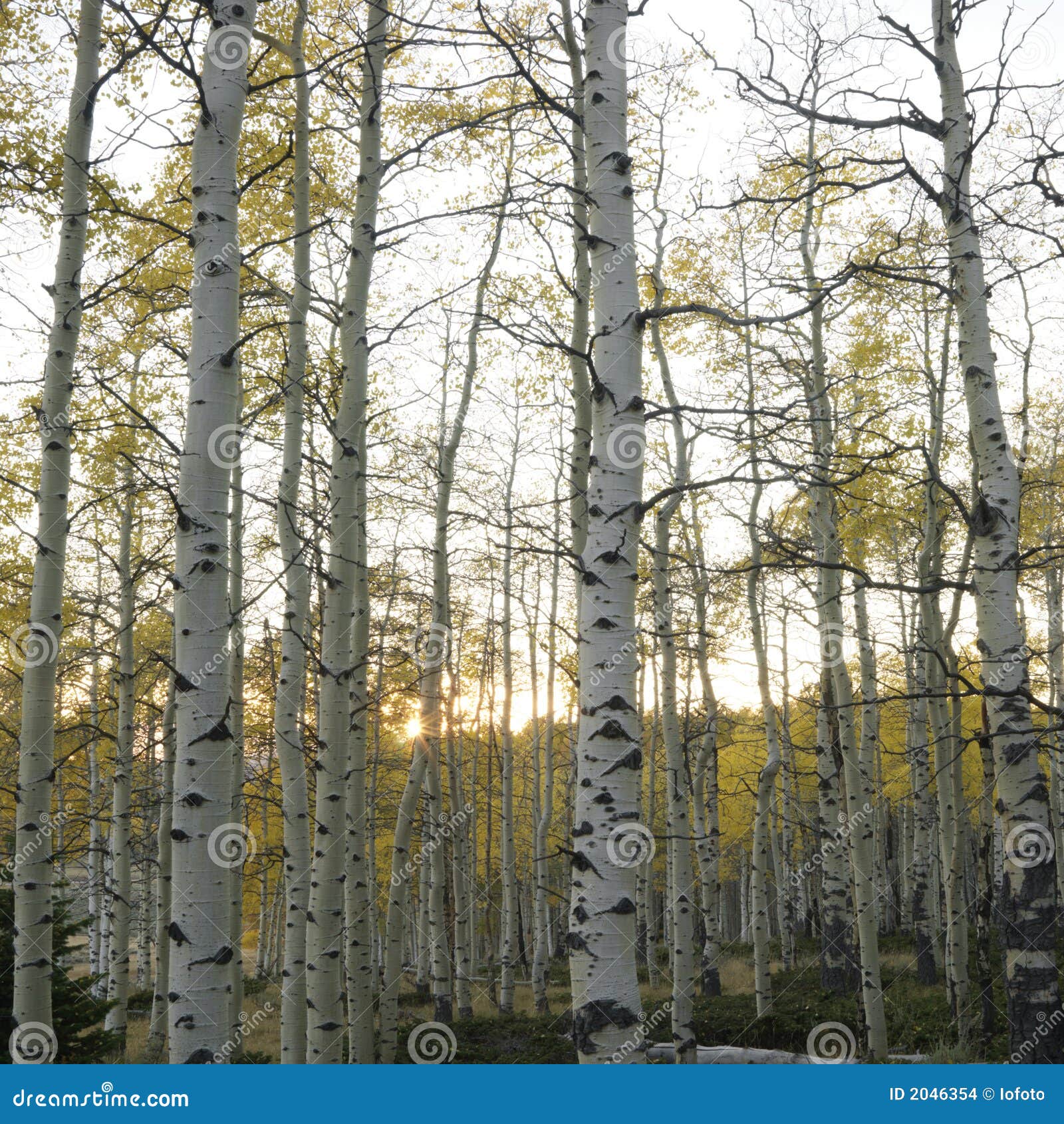 Aspen trees in Fall color stock photo. Image of landscape - 2046354