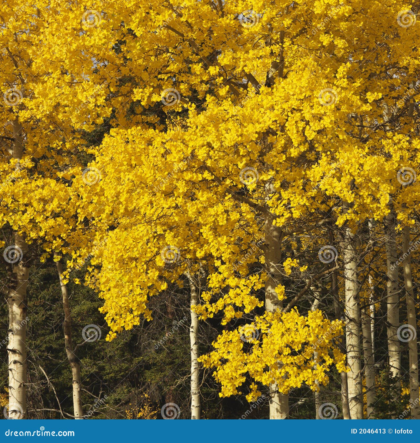 Aspen trees in fall color stock image. Image of woodland - 2046413