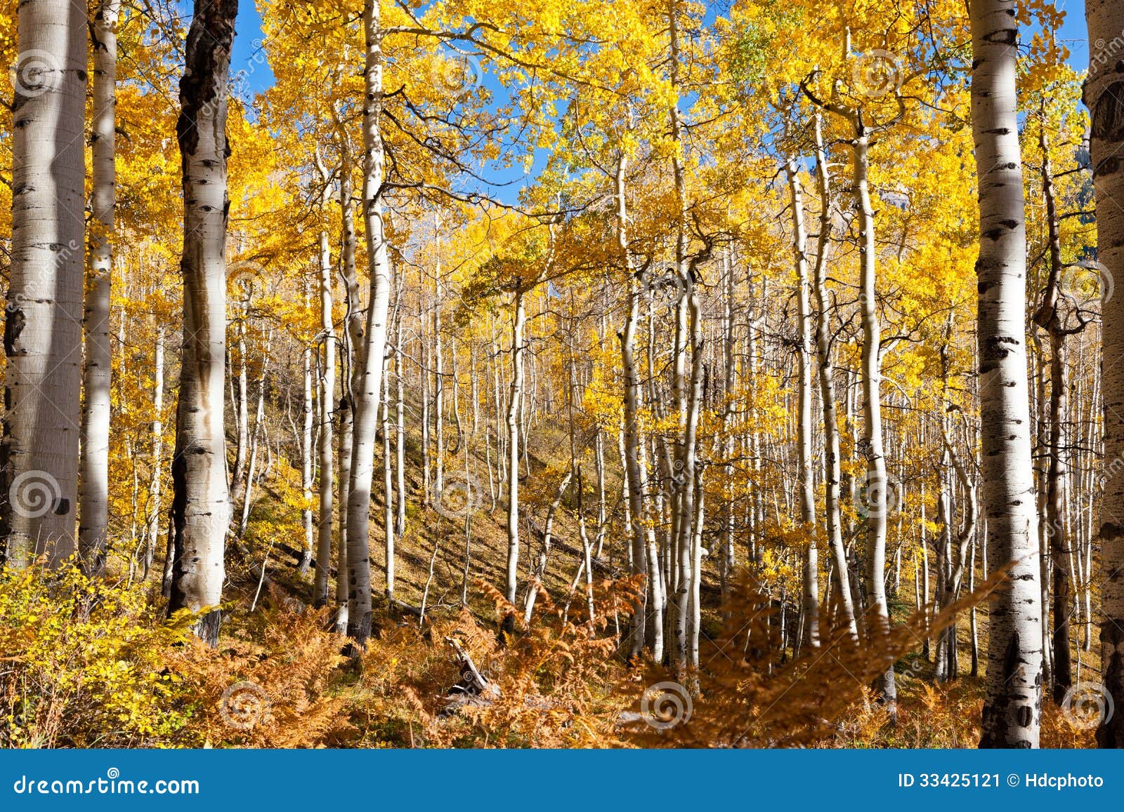 Aspen Trees in Fall stock image. Image of destinations - 33425121