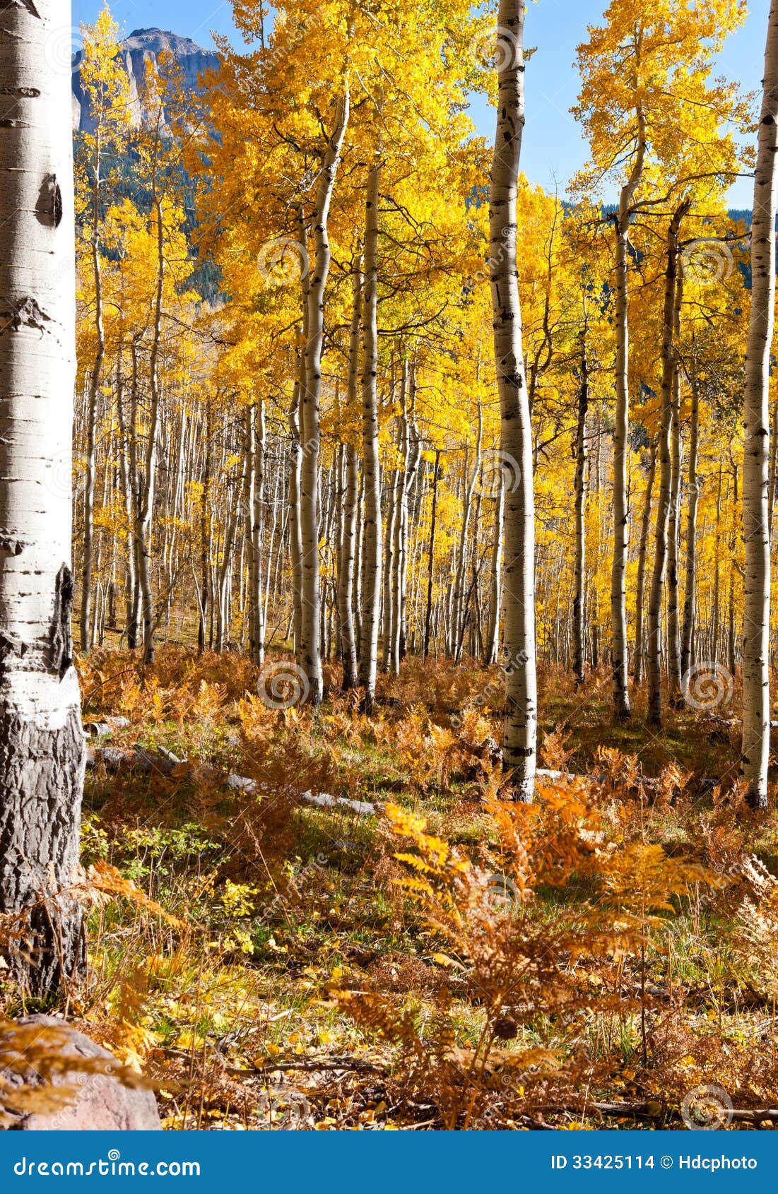 Aspen Trees in Fall Colorado Mountains Stock Photo - Image of woods ...