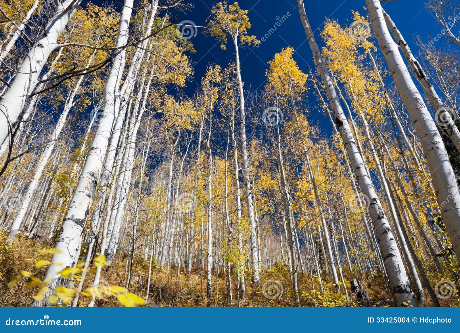 Aspen Trees in Fall Colorado Mountains Stock Photo - Image of ...