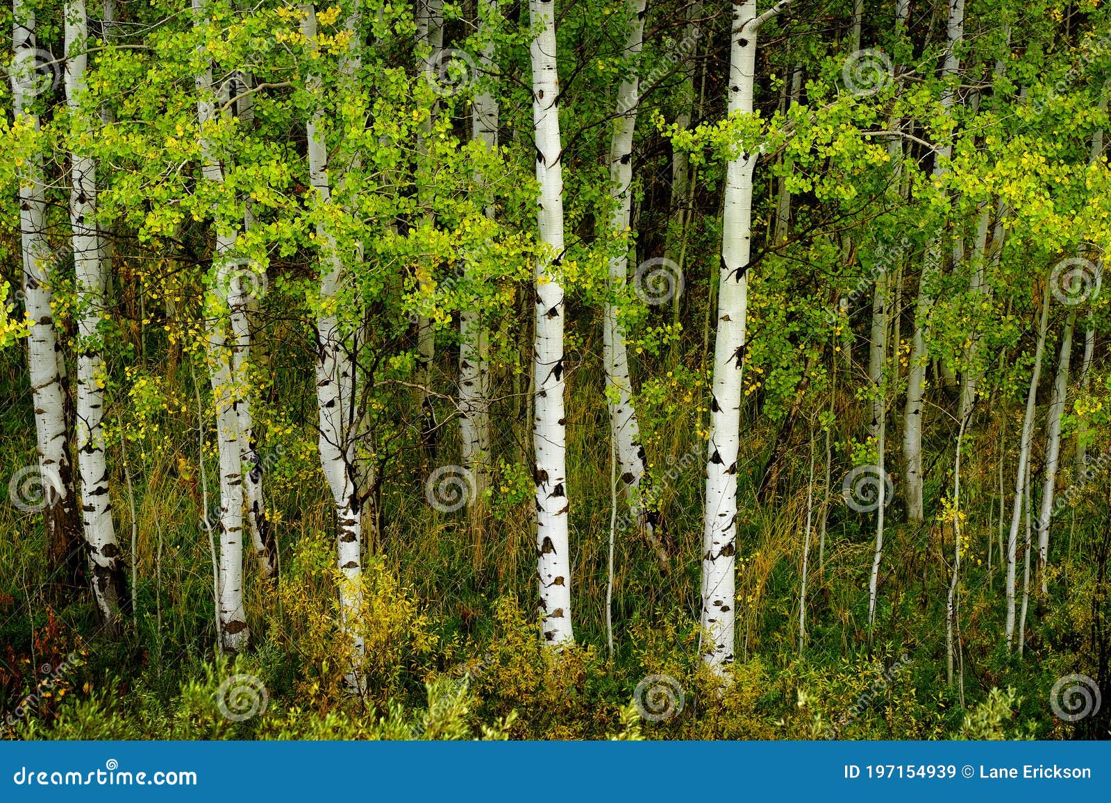 Aspen Trees in Fall with Colors Lush Forest Birch Stock Image - Image ...