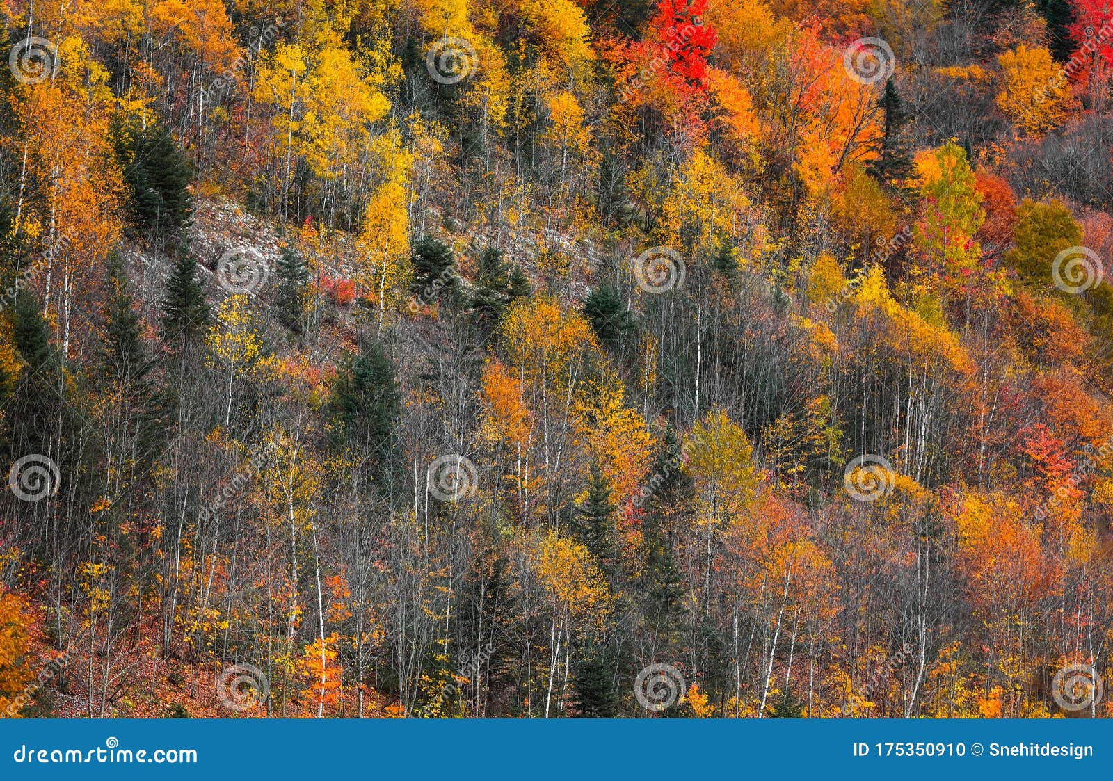 Aspen Trees Fall Foliage in Colorado Stock Photo - Image of green ...